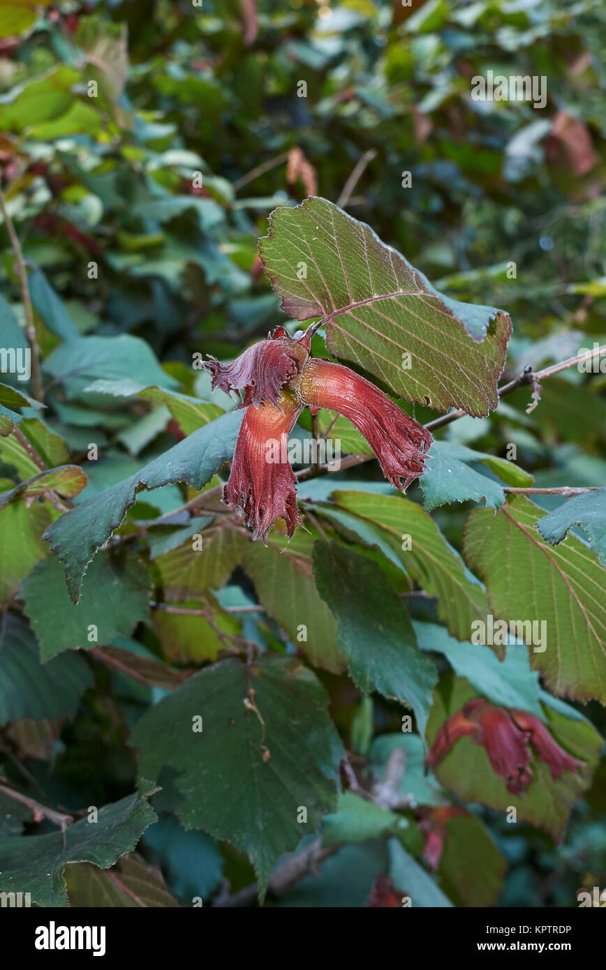 Maxima purpurea hi-res stock photography and images - Alamy