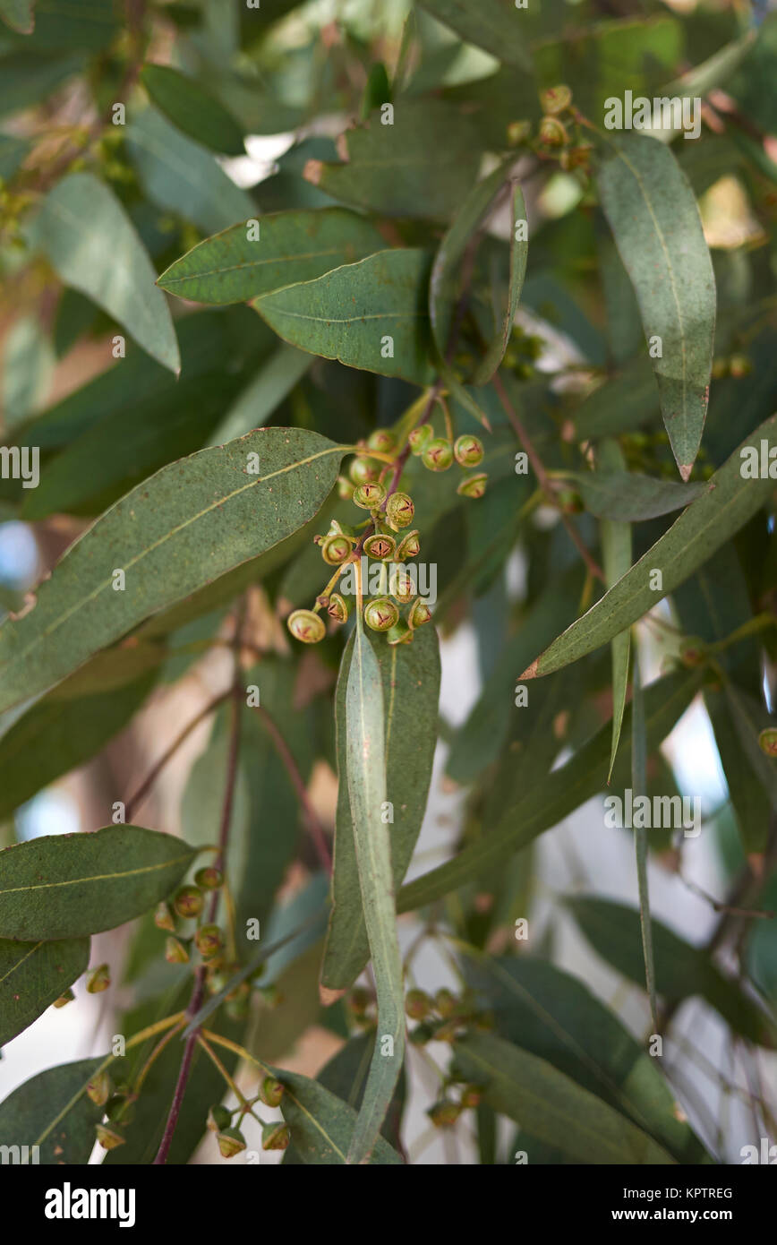 Eucalyptus fruits hi-res stock photography and images - Alamy