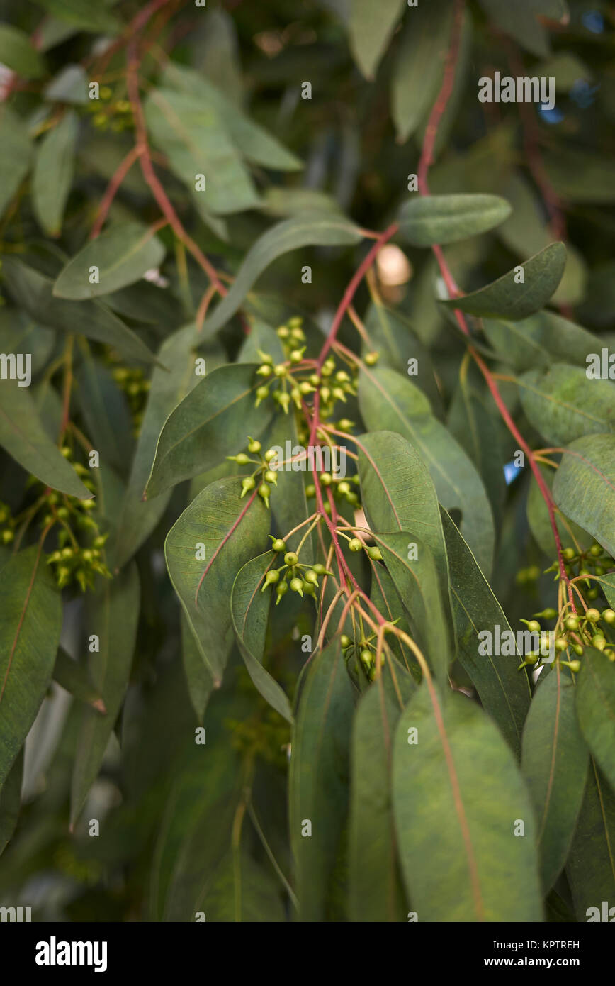 Eucalyptus fruits hi-res stock photography and images - Alamy