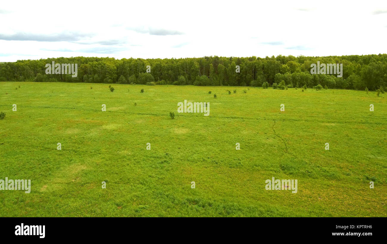 empty green field on the background of the forest, photo from the drone ...