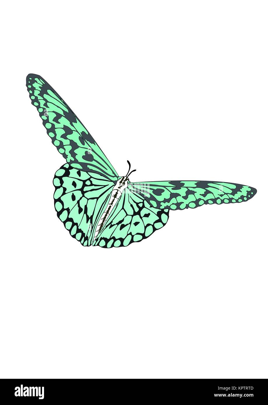 The Butterfly with open wings in a top view as a flying migratory ...