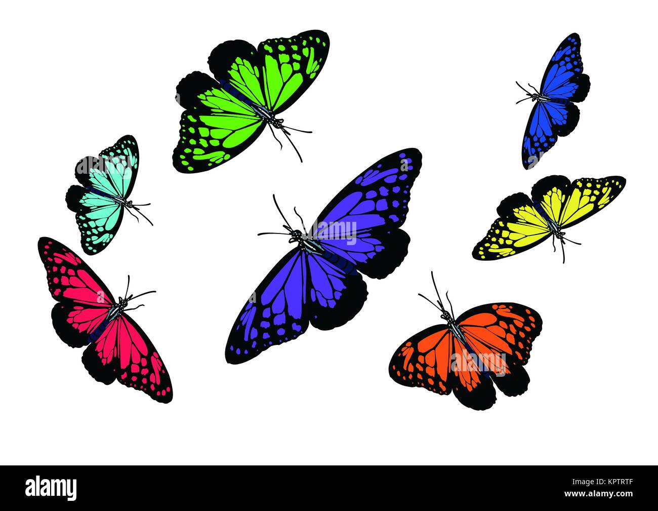 The Butterfly with open wings in a top view as a flying migratory ...