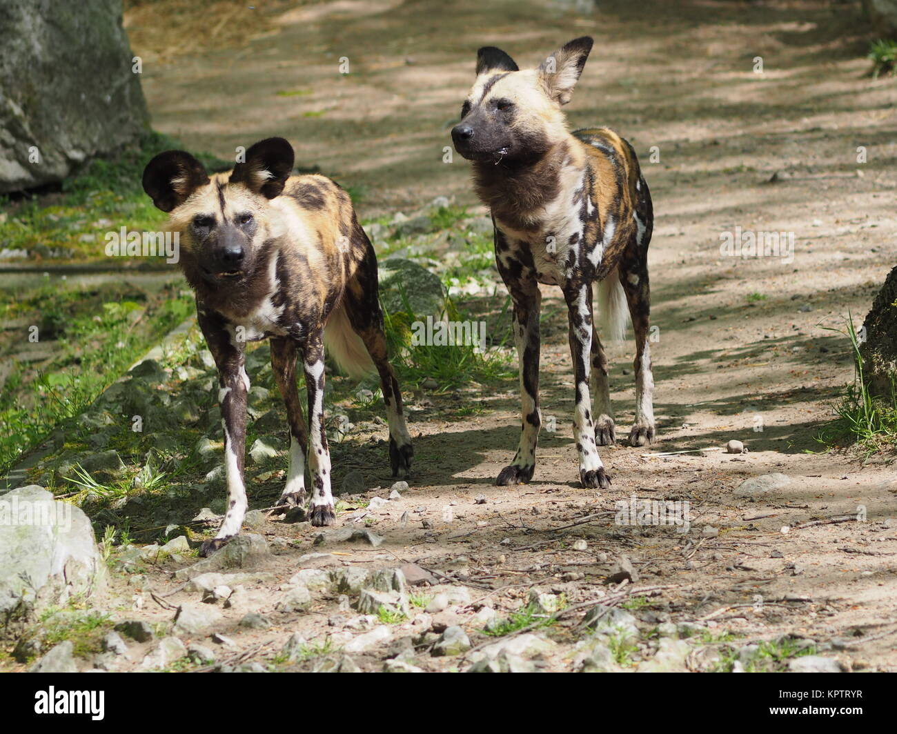 Actual hyenas hi-res stock photography and images - Alamy