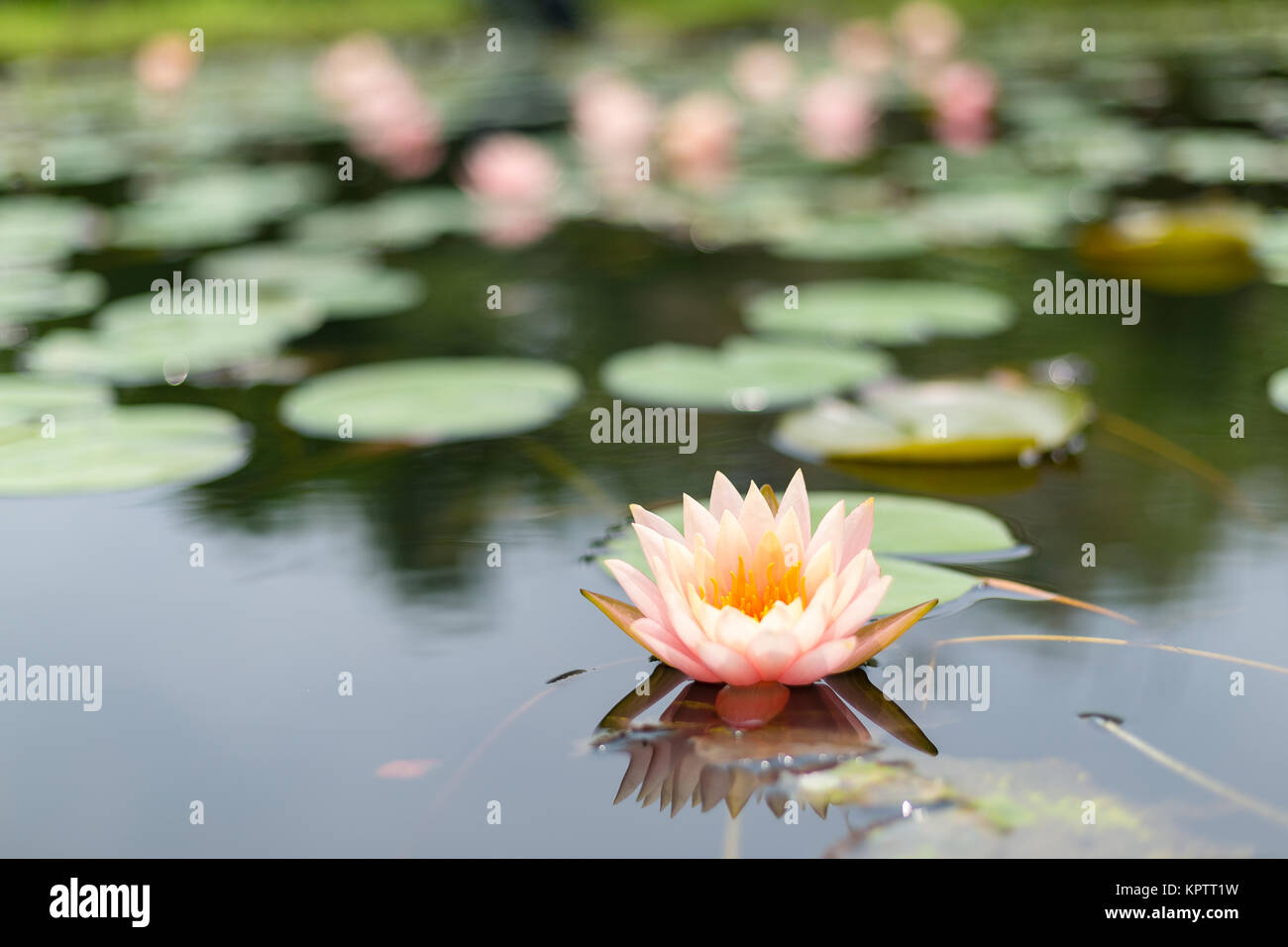 Lotus in nature Stock Photo - Alamy