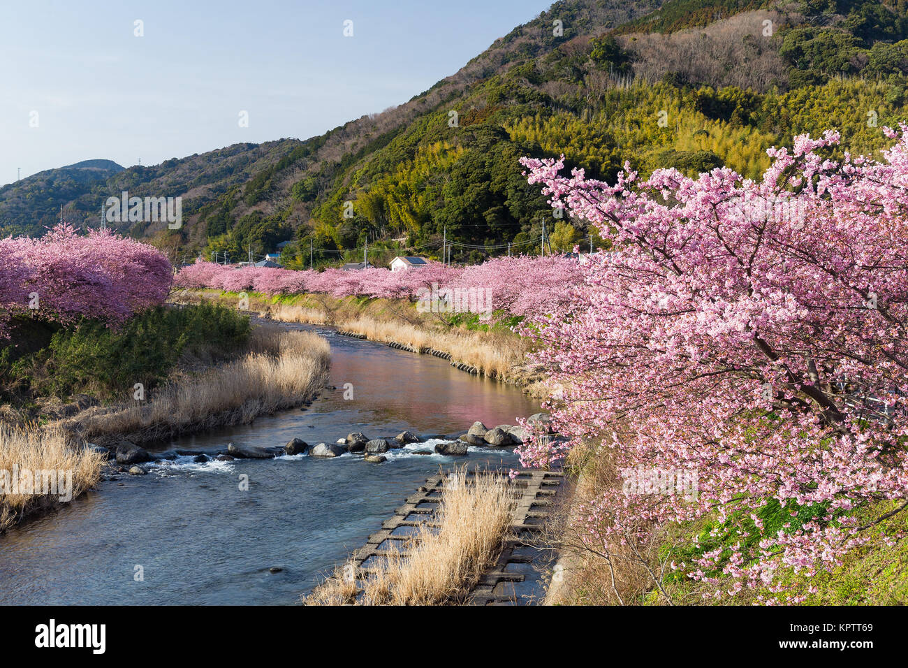 Sakura in Japan Stock Photo - Alamy