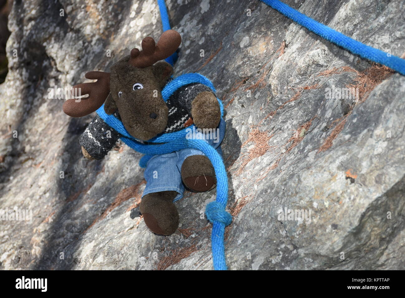 Animal climbing rope hi-res stock photography and images - Alamy