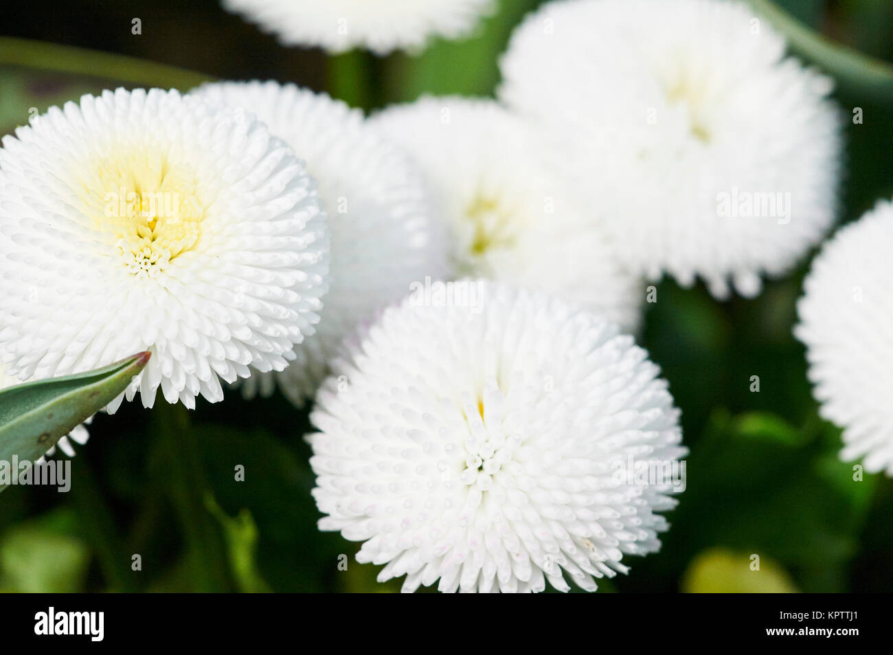 Maiflower hi-res stock photography and images - Alamy