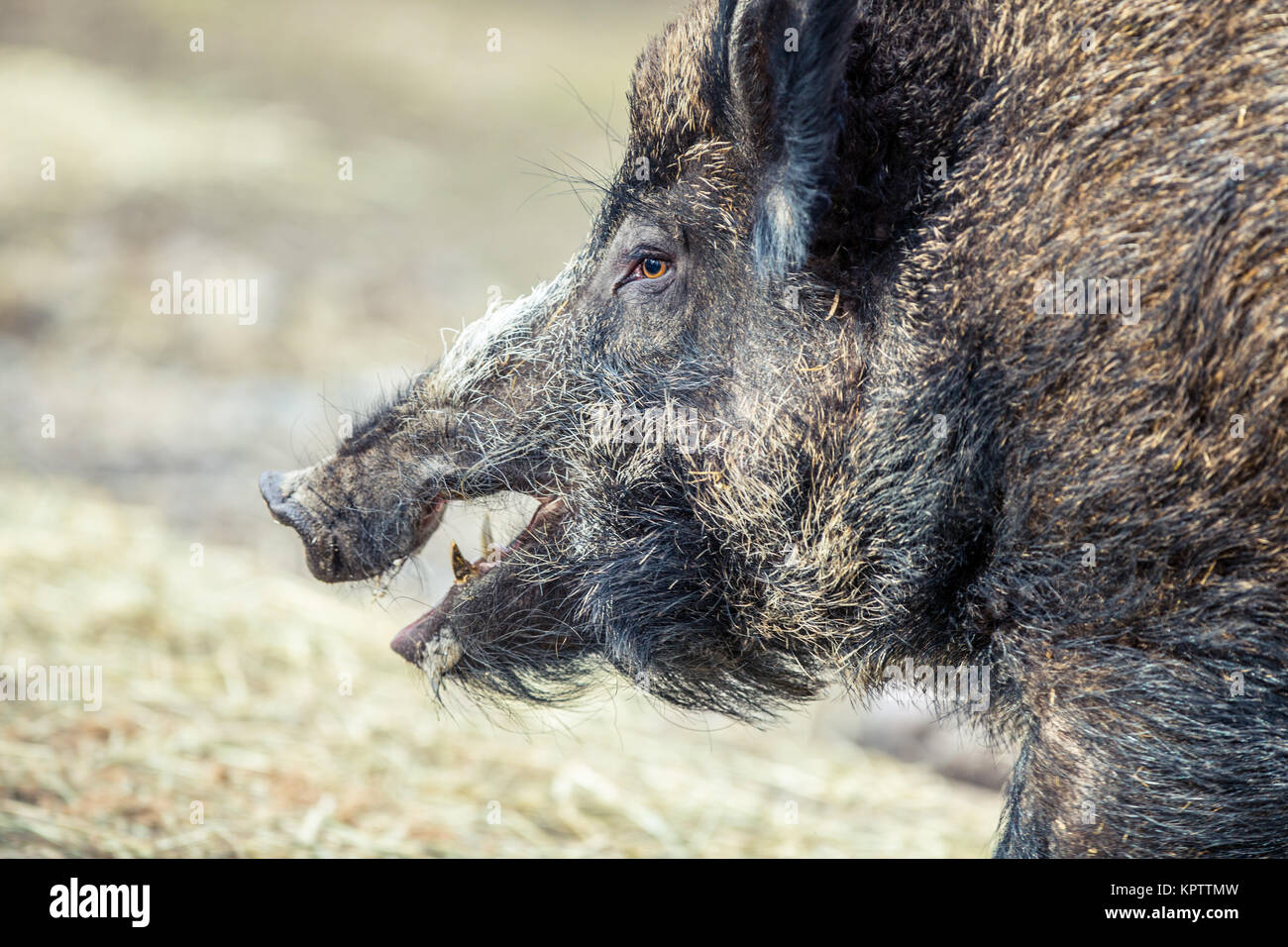 Wild boar portrait Stock Photo - Alamy