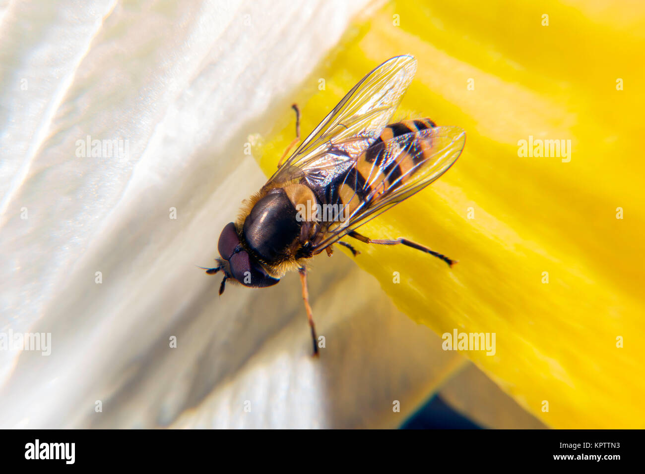 Hoover fly on a flower Stock Photo - Alamy