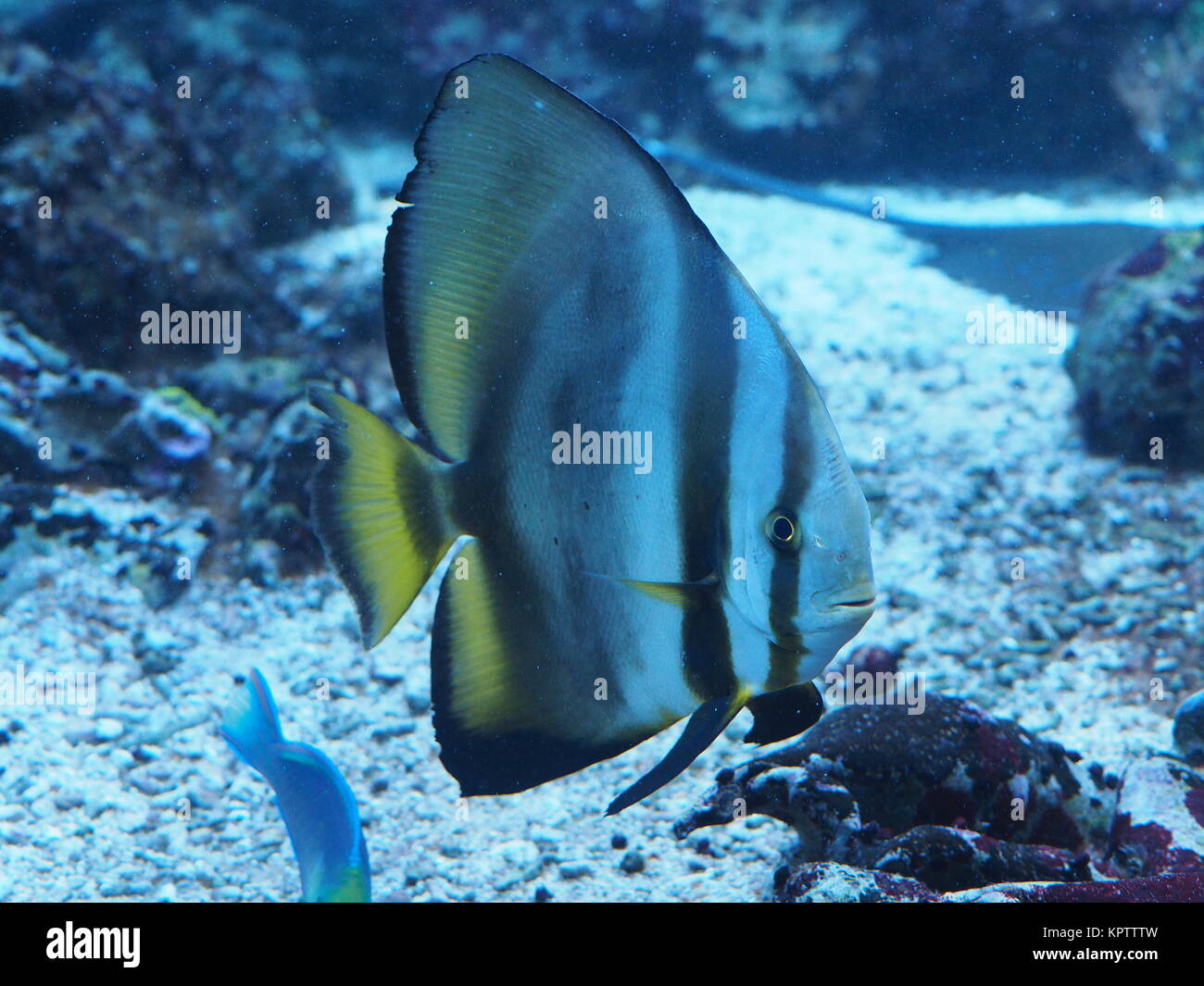 Long fin fish hi-res stock photography and images - Alamy