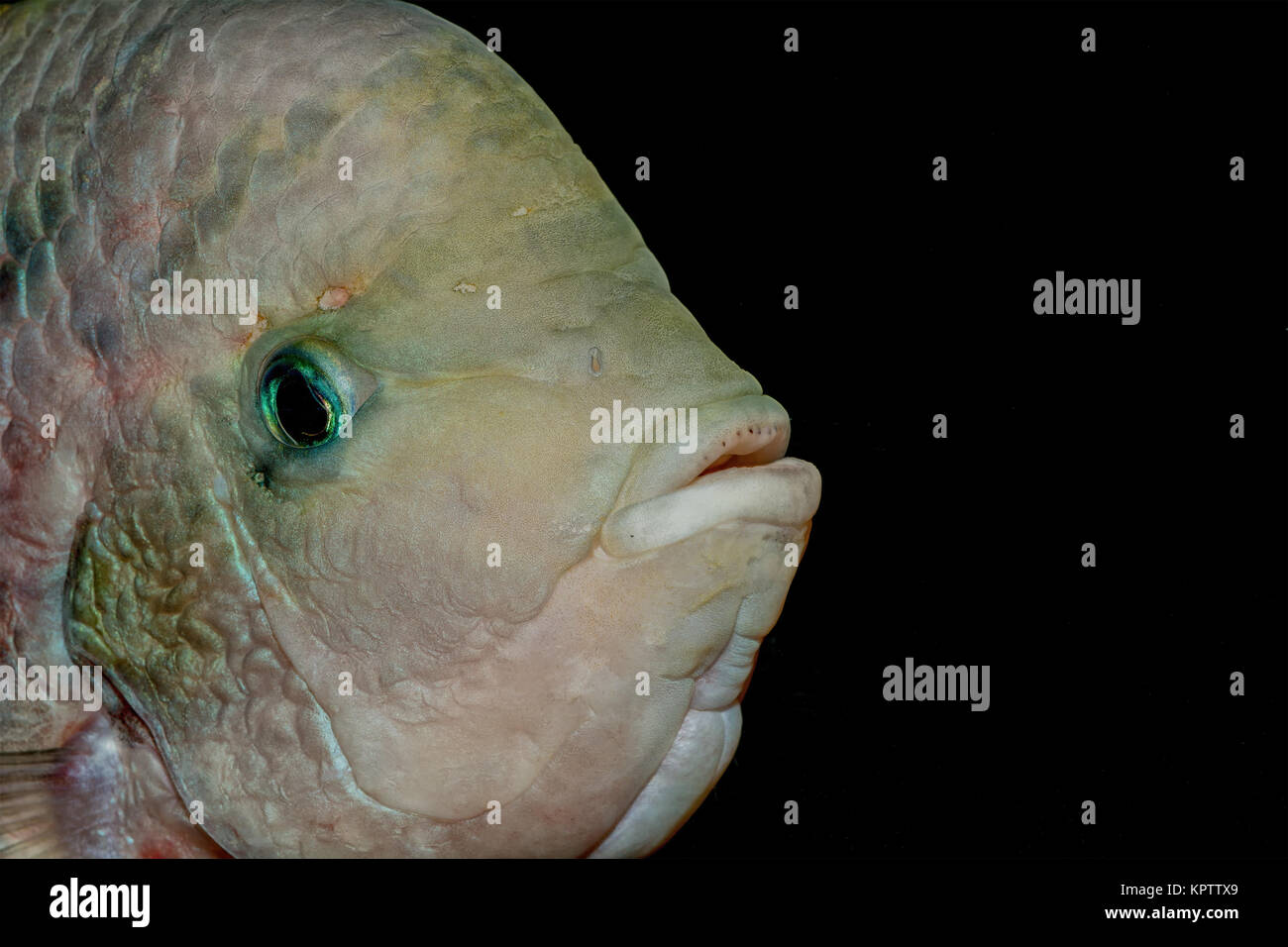 Detail portrait of cichlid fish from genus Vieja Stock Photo - Alamy