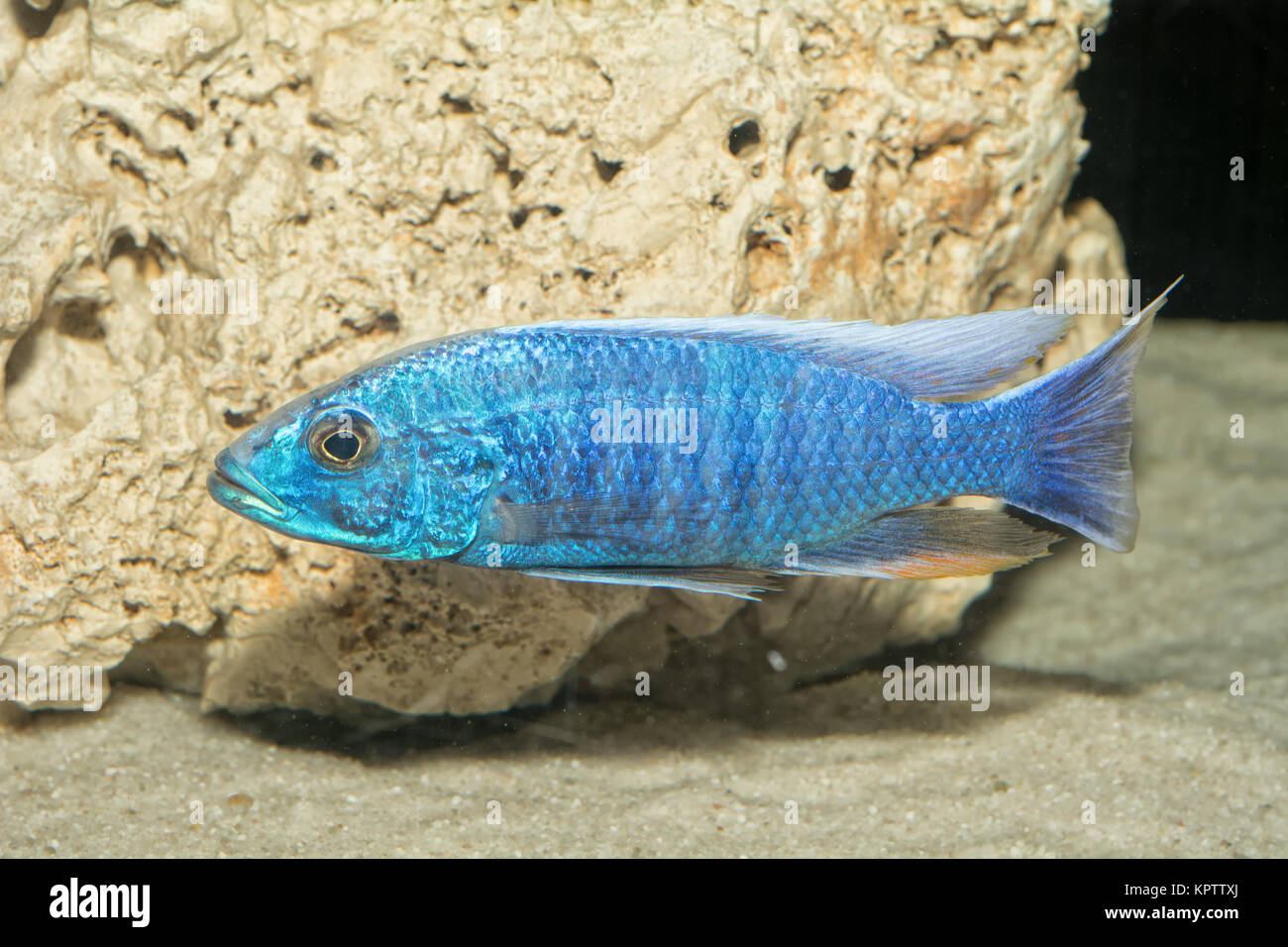 Portrait of colored aquarium fish in the aquarium Stock Photo - Alamy