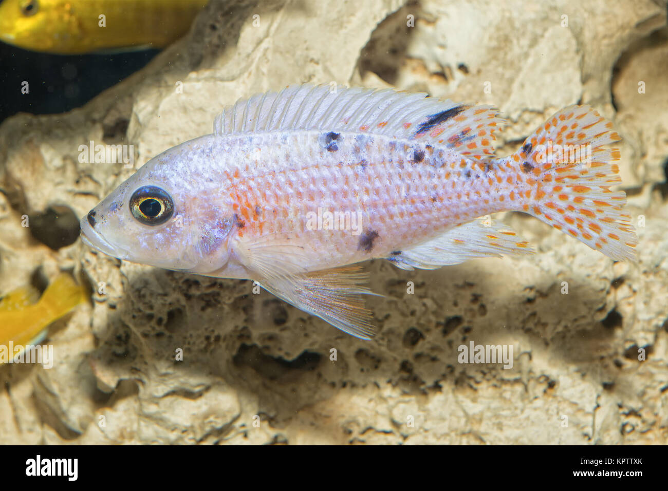 Nice blue OB female of cichlid fish from genus Aulonocara Stock Photo ...