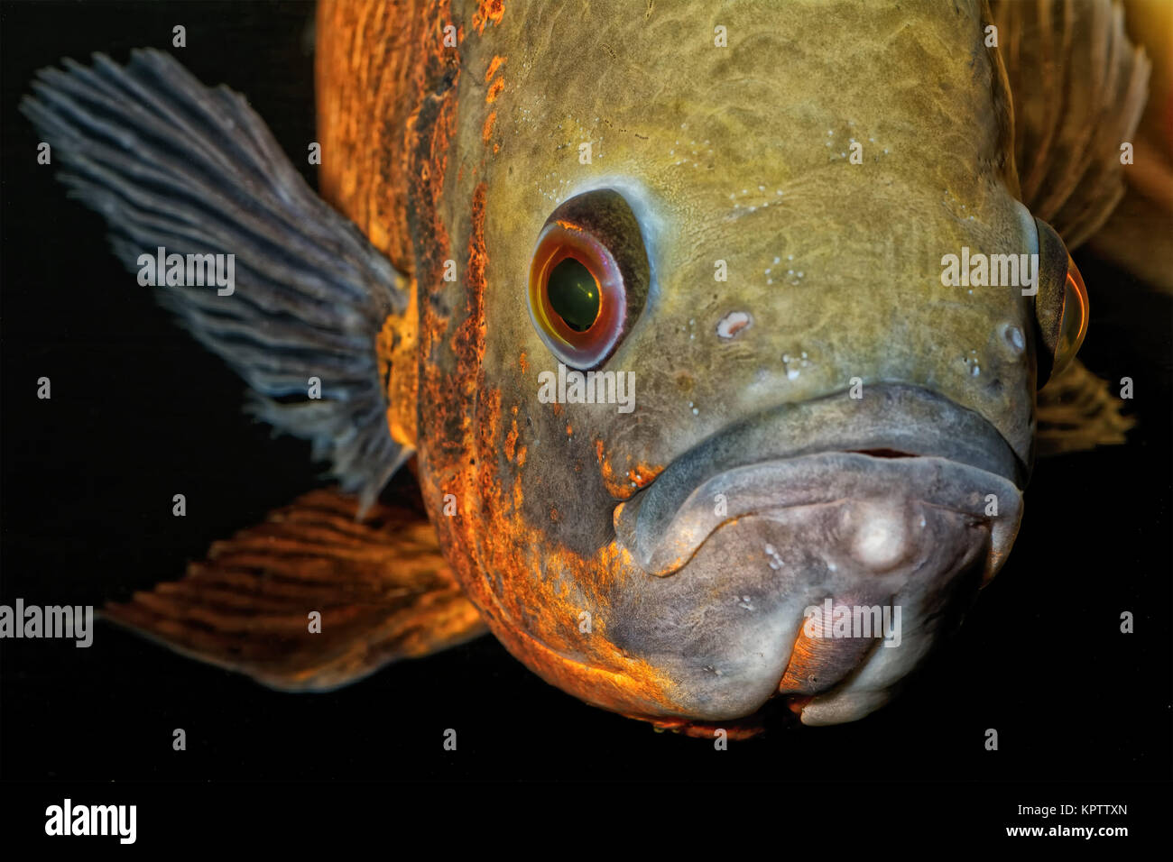 Detail portrait of head of oscar aquarium fish Stock Photo - Alamy