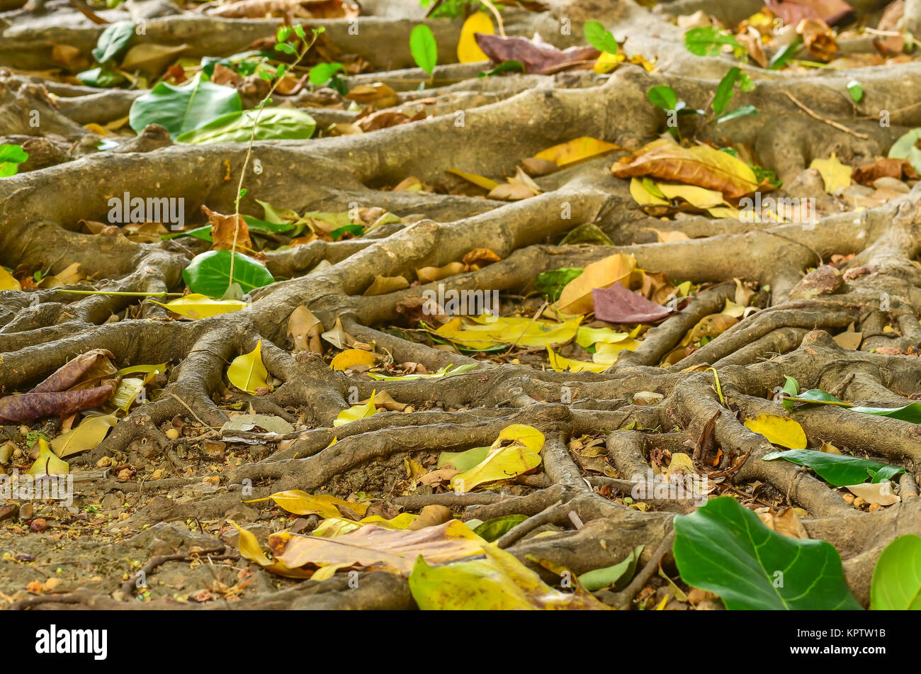 big tree root Stock Photo - Alamy