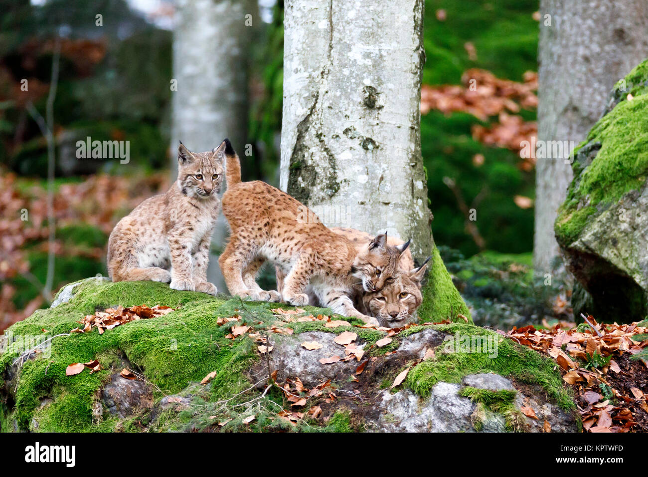 Cuddling kittens hi-res stock photography and images - Alamy