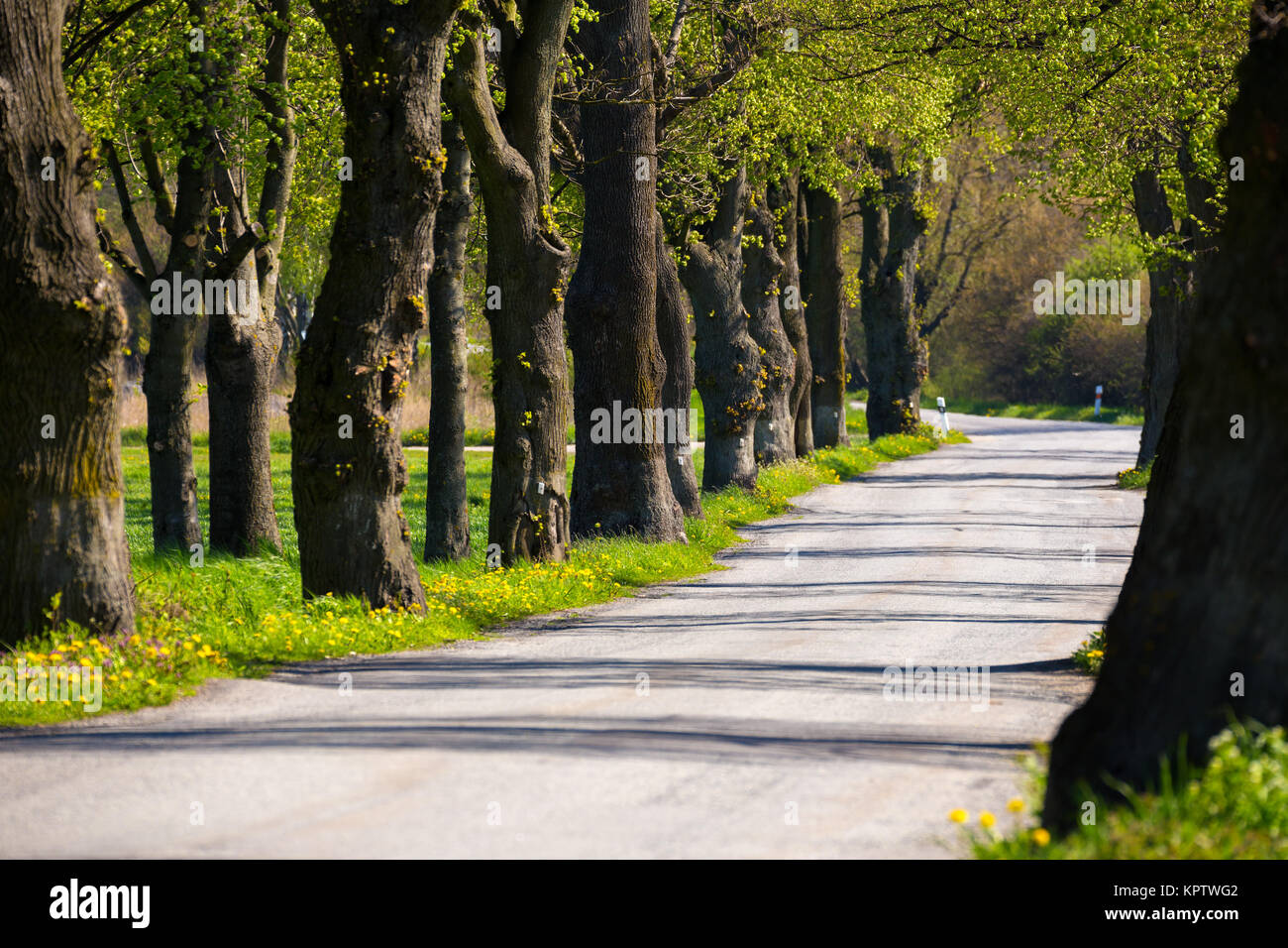 Beautiful spring asphalt road and tree alley, in black and white ...