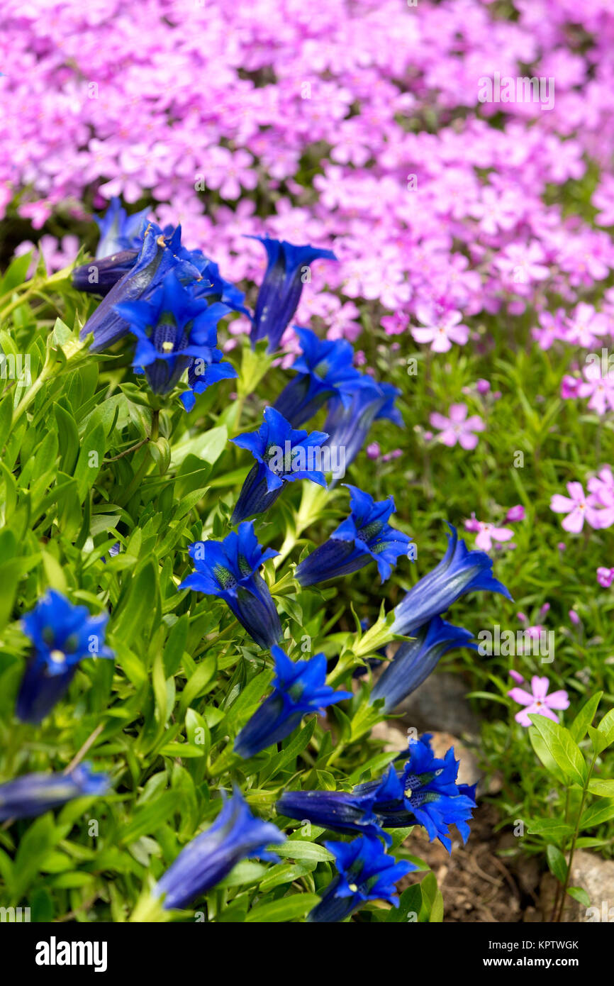 Trumpet gentian, blue spring flower in garden with pink flowers in ...