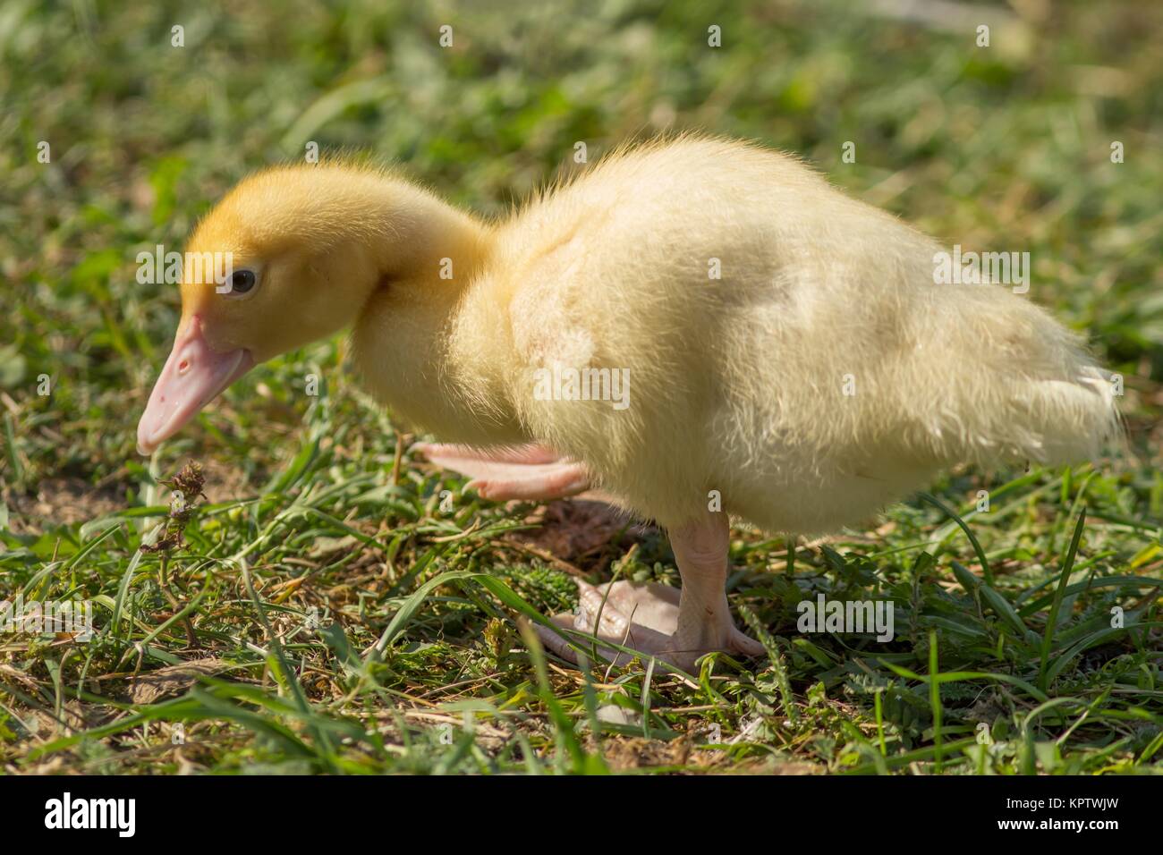Grey ducklings hi-res stock photography and images - Alamy