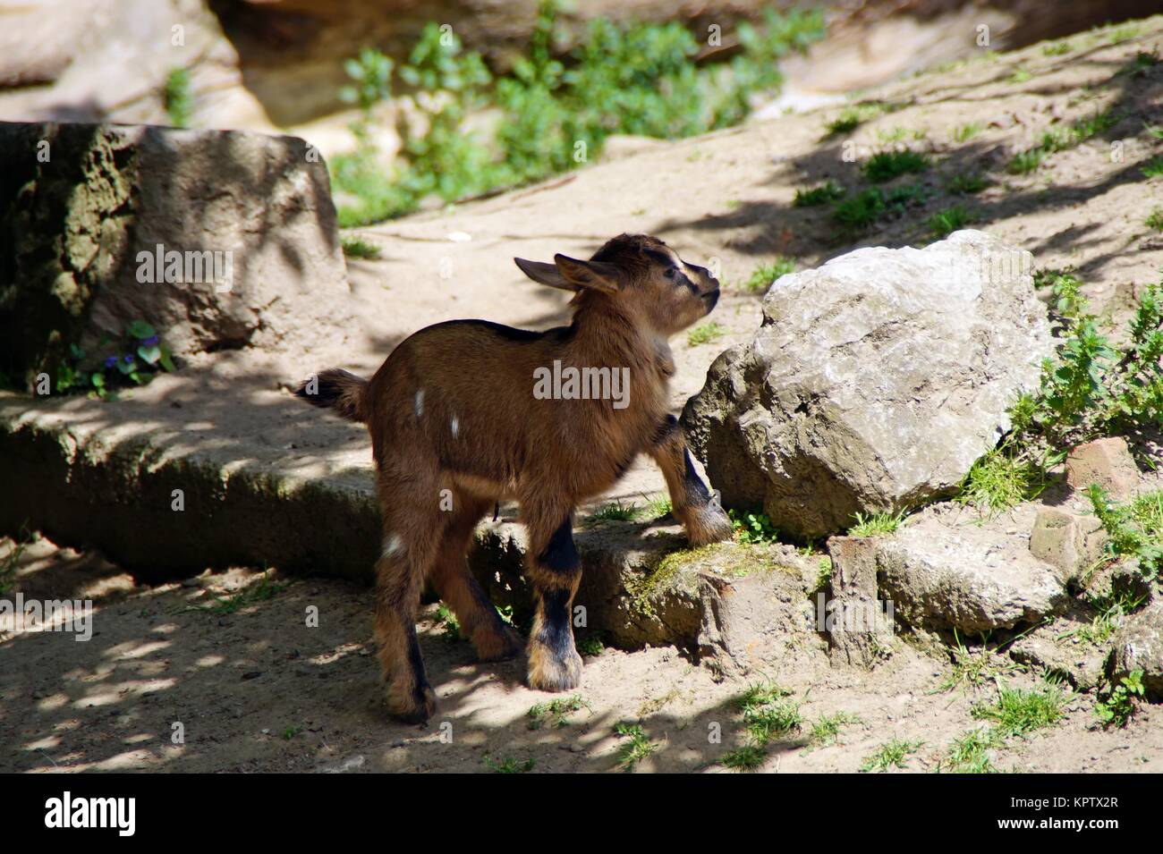 Cameroon dwarf goat Stock Photo - Alamy