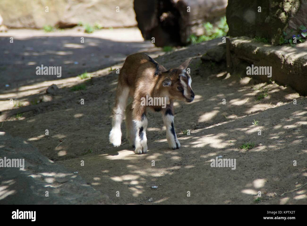 Cameroon dwarf goat Stock Photo - Alamy
