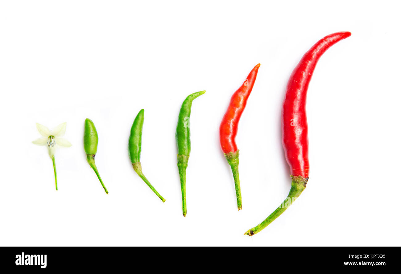 Growing up step by step from begining to the end Stock Photo - Alamy