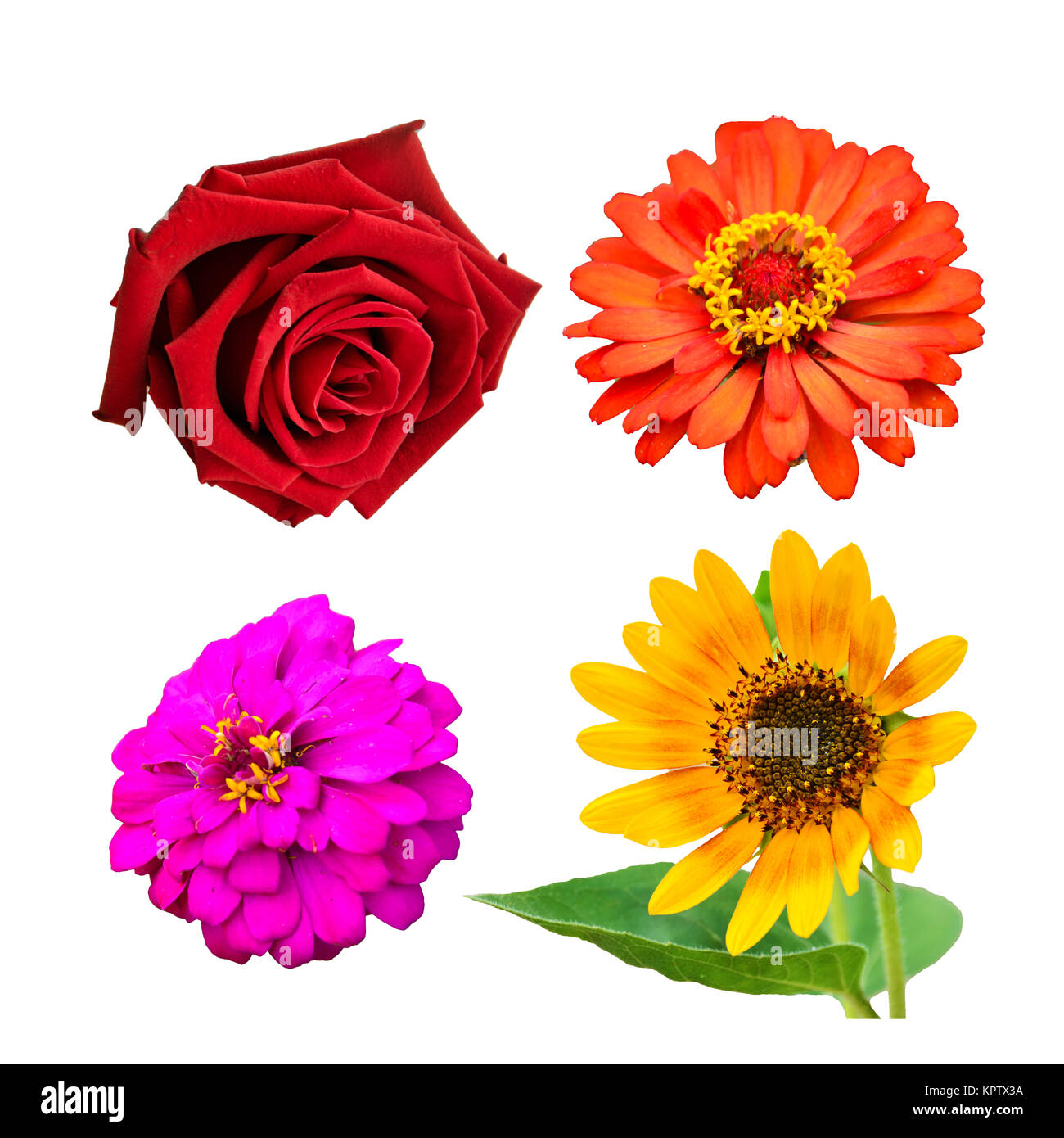 Macro photo rose flower Cut Out Stock Images & Pictures - Alamy