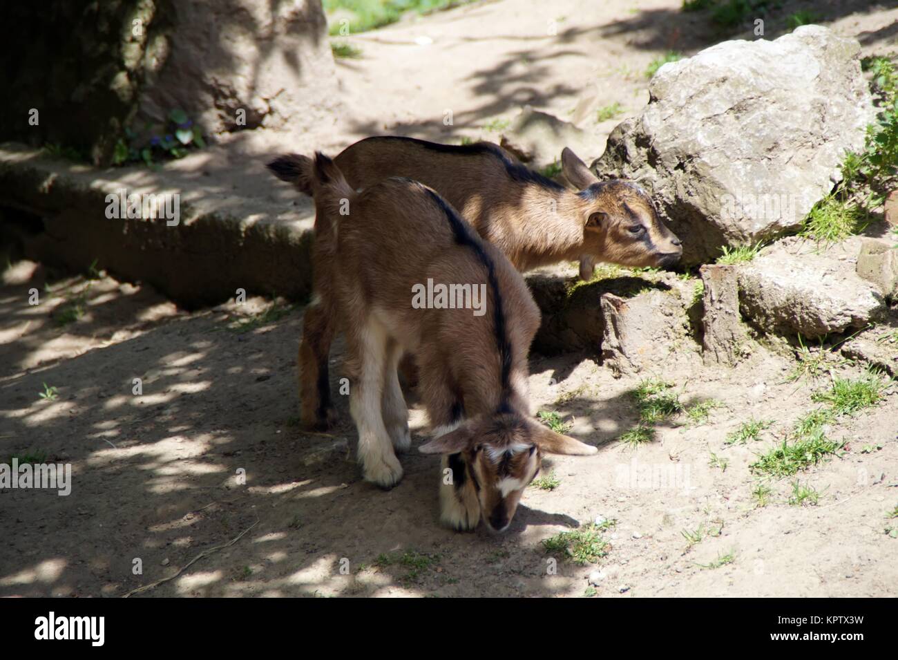Cameroon dwarf goat Stock Photo - Alamy