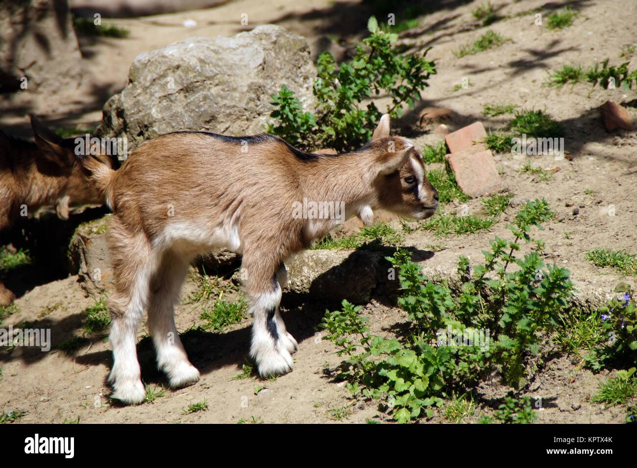 Cameroon dwarf goat hi-res stock photography and images - Alamy