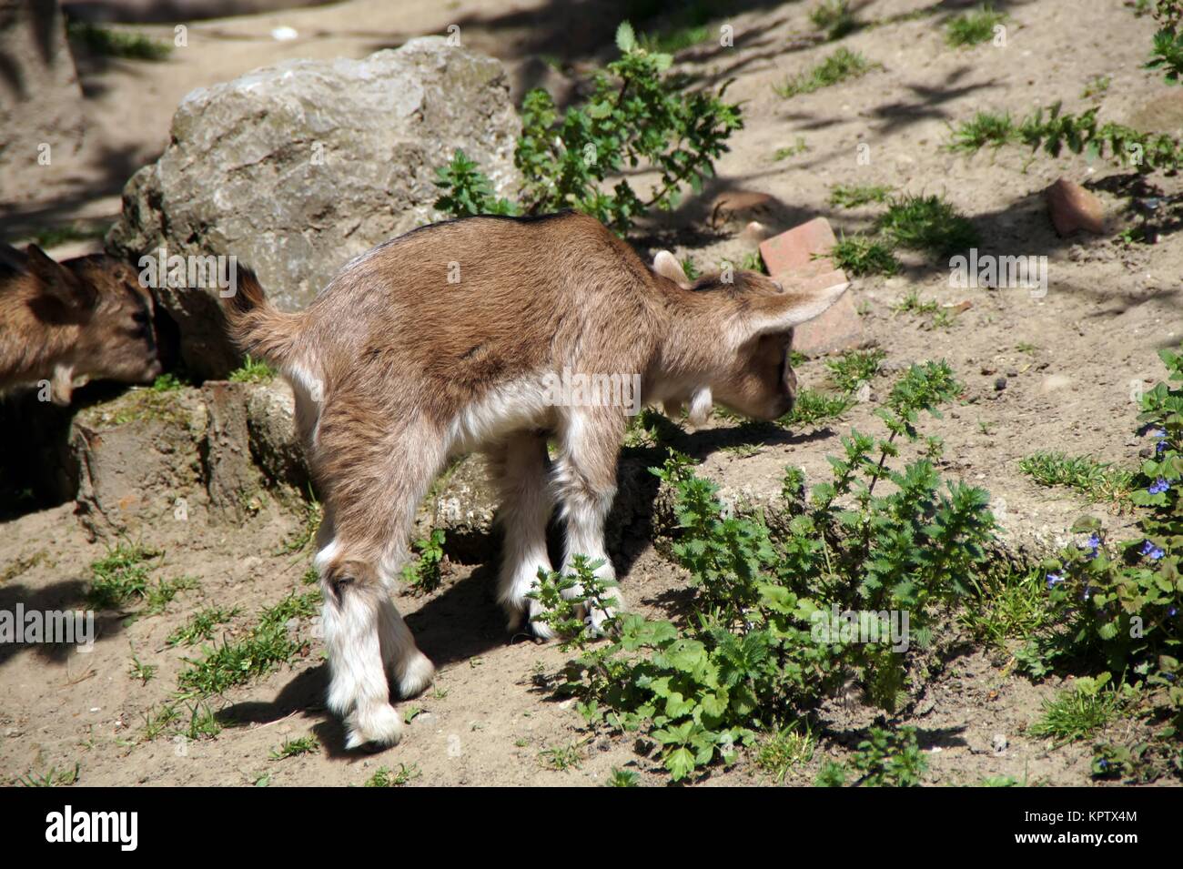Cameroon dwarf goat hi-res stock photography and images - Alamy