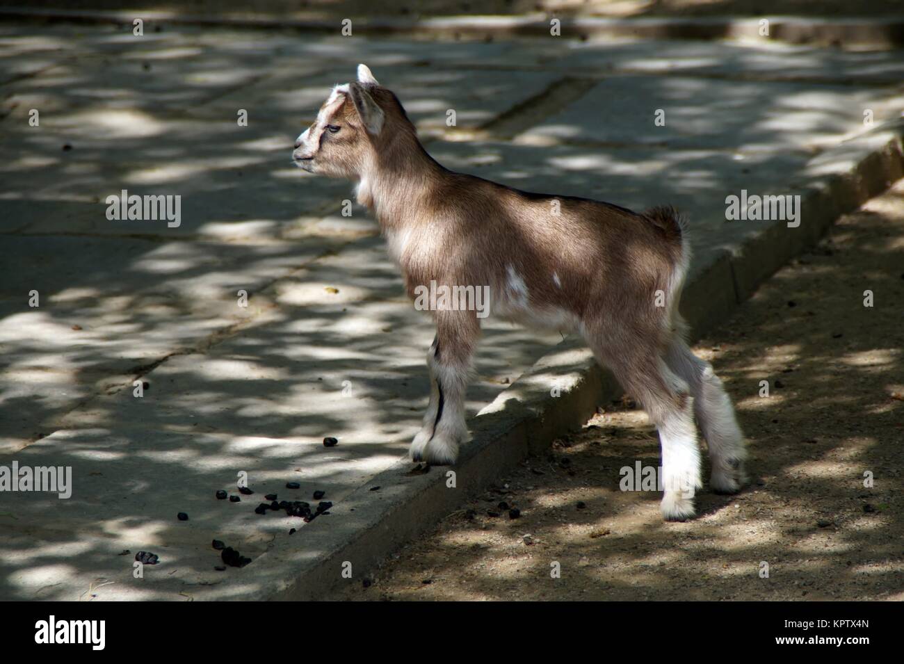 Cameroon dwarf goat hi-res stock photography and images - Alamy