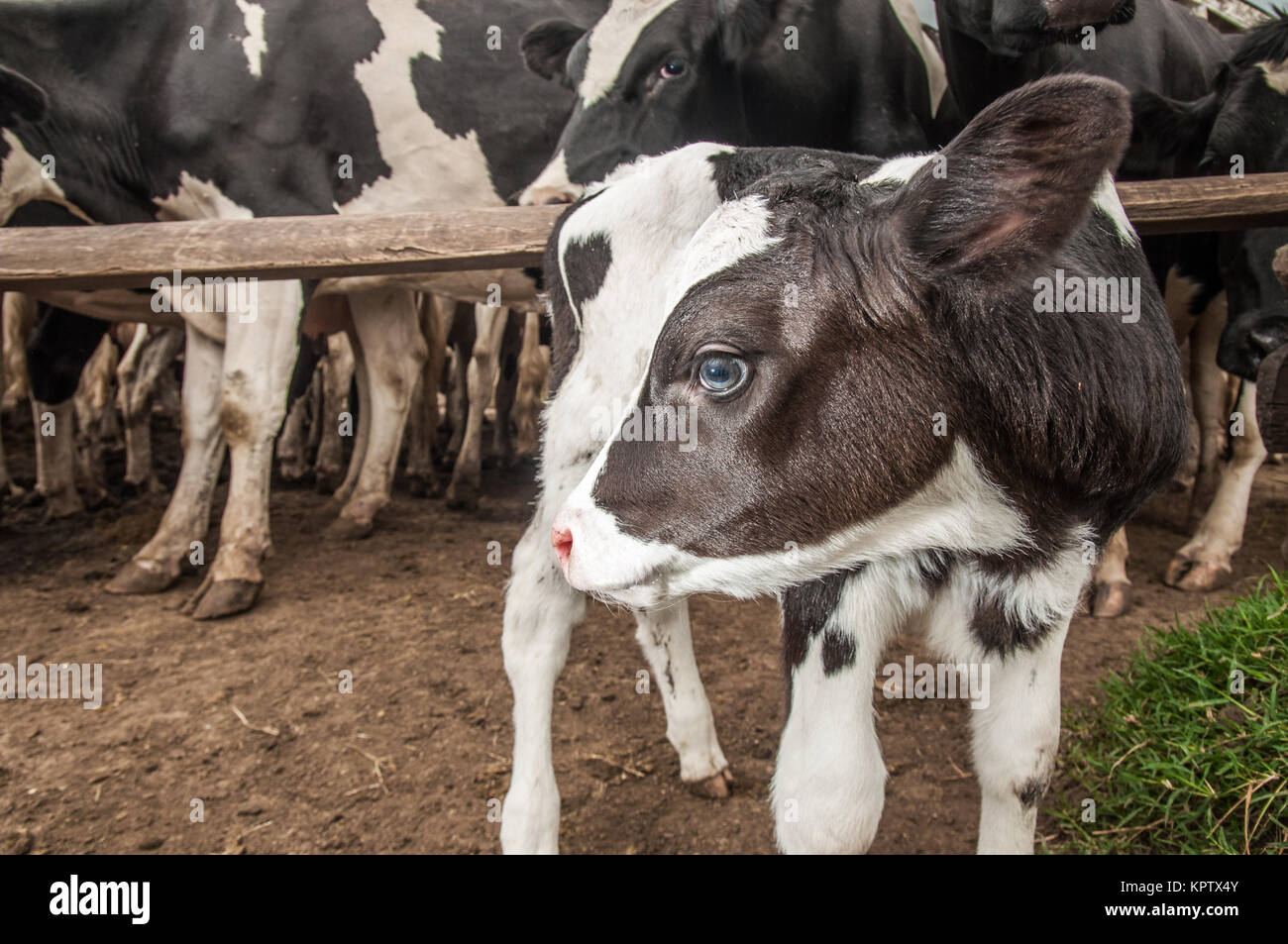 Jersey Calf Outside Fence Stock Photo - Alamy
