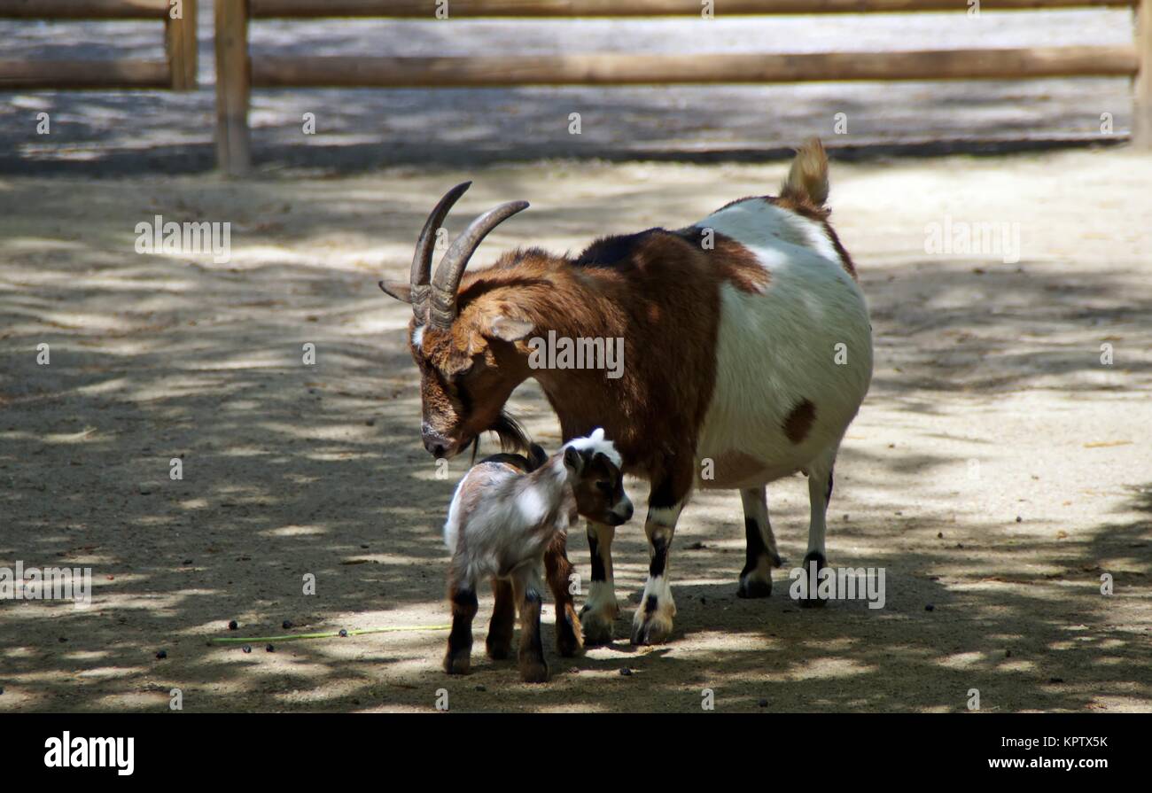 Cameroon dwarf goat Stock Photo - Alamy