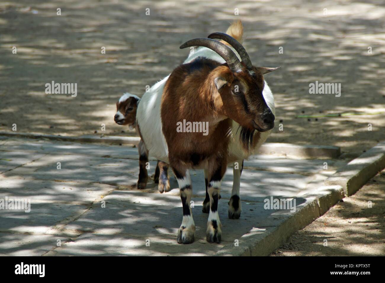 Cameroon dwarf goat hi-res stock photography and images - Alamy