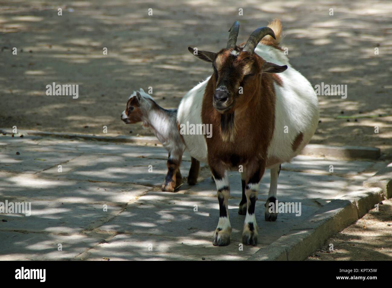 Cameroon dwarf goat hi-res stock photography and images - Alamy