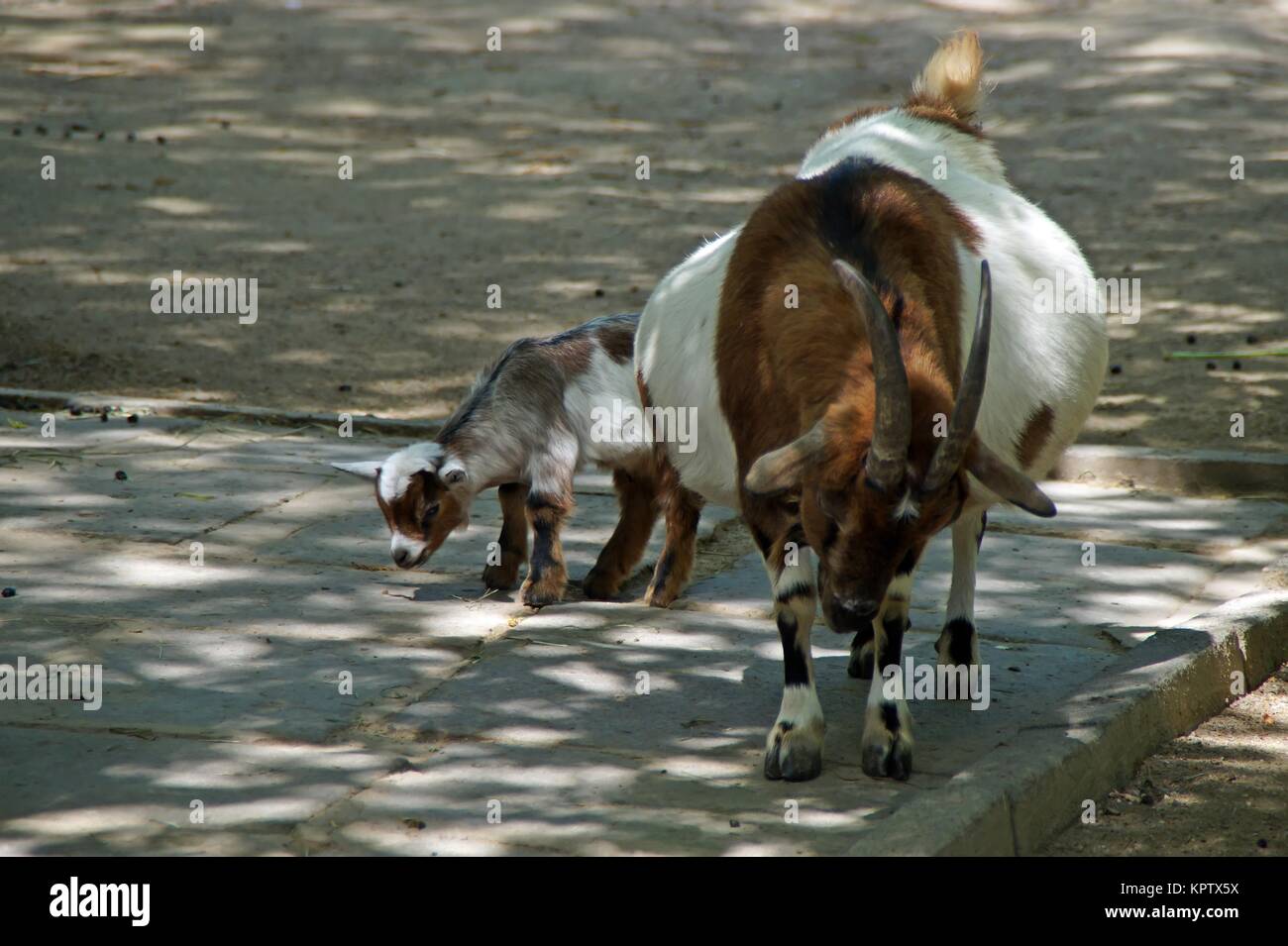 Cameroon dwarf goat Stock Photo - Alamy