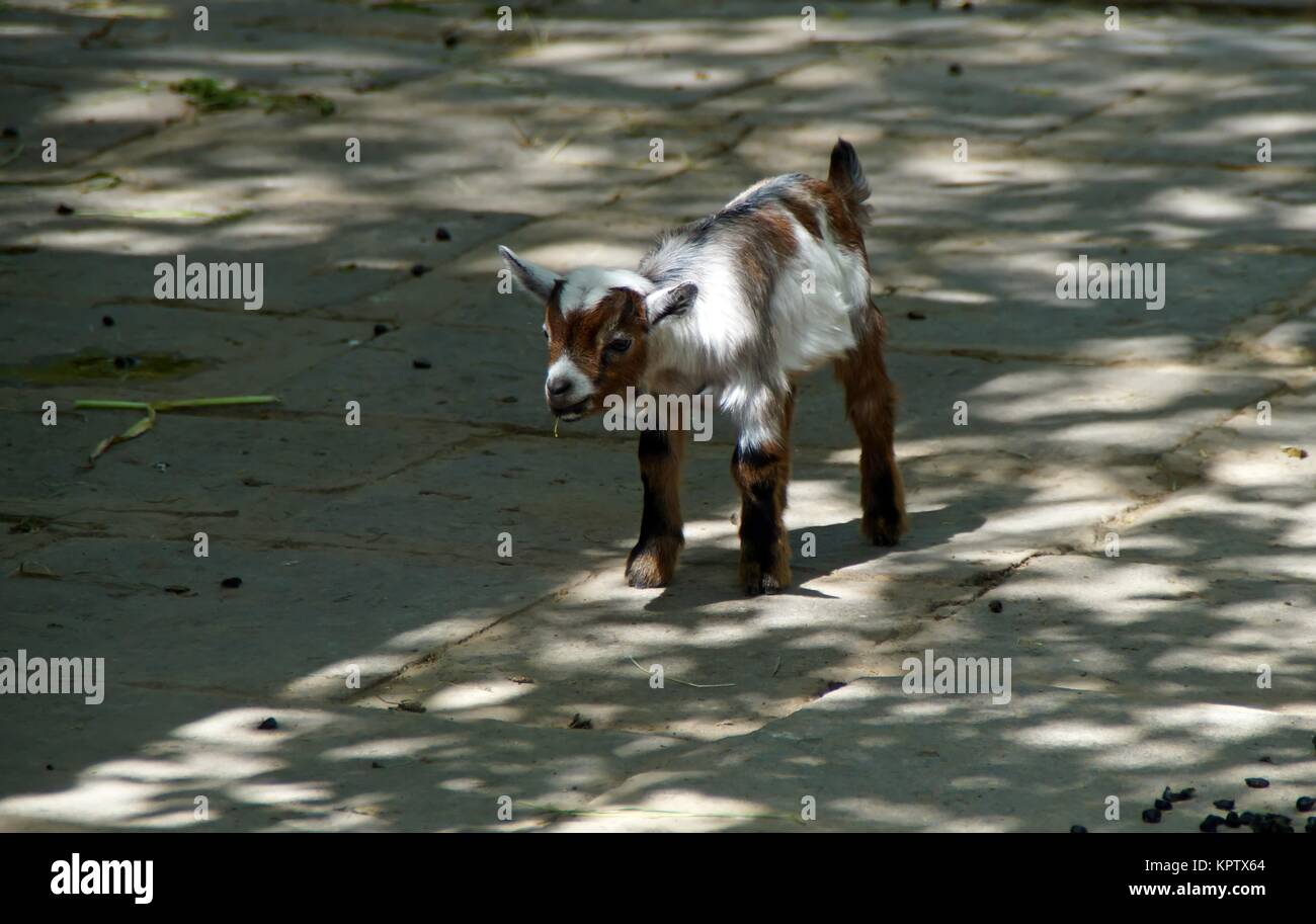 Cameroon dwarf goat hi-res stock photography and images - Alamy