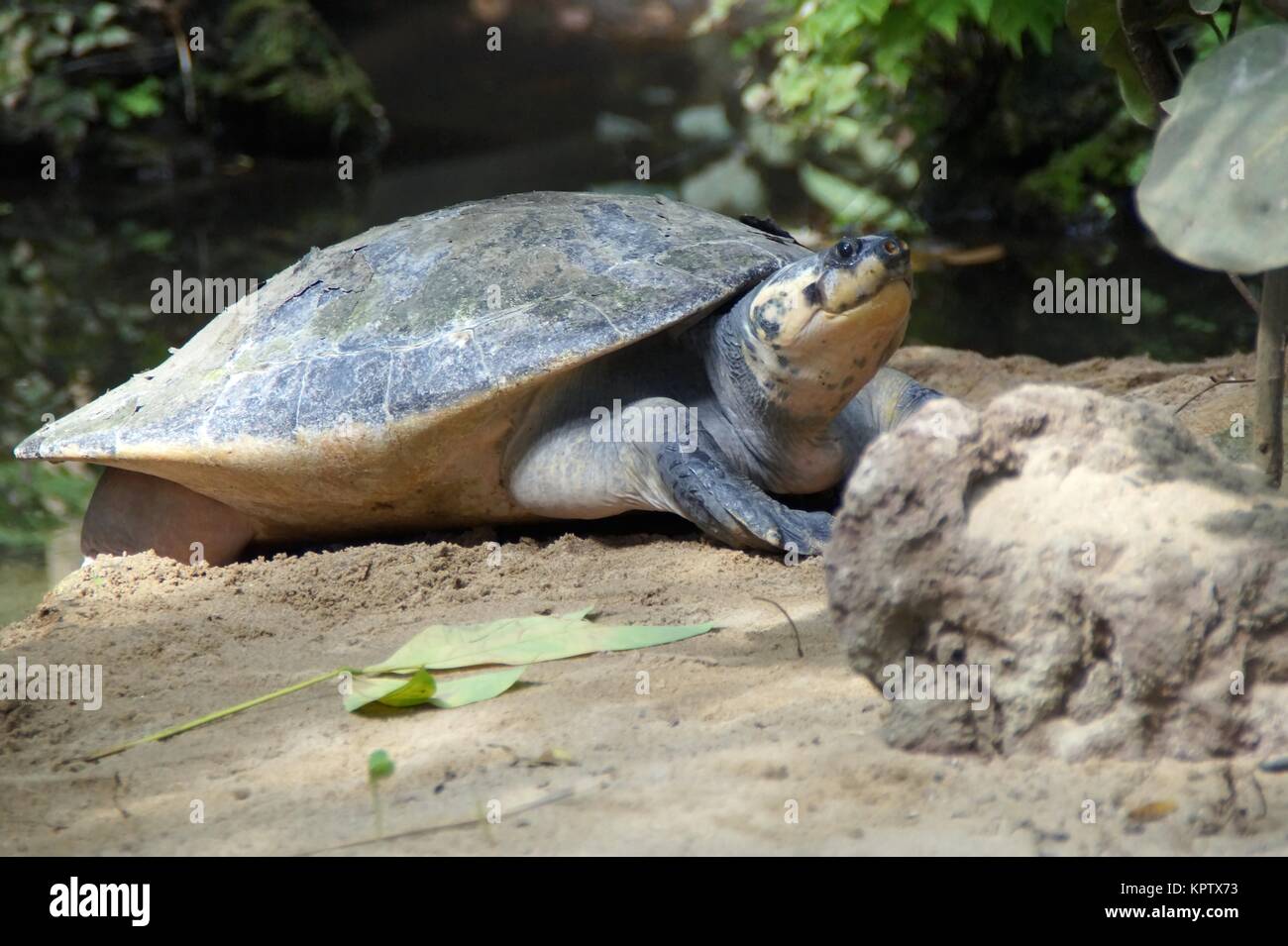 Podocnemididae hi-res stock photography and images - Alamy