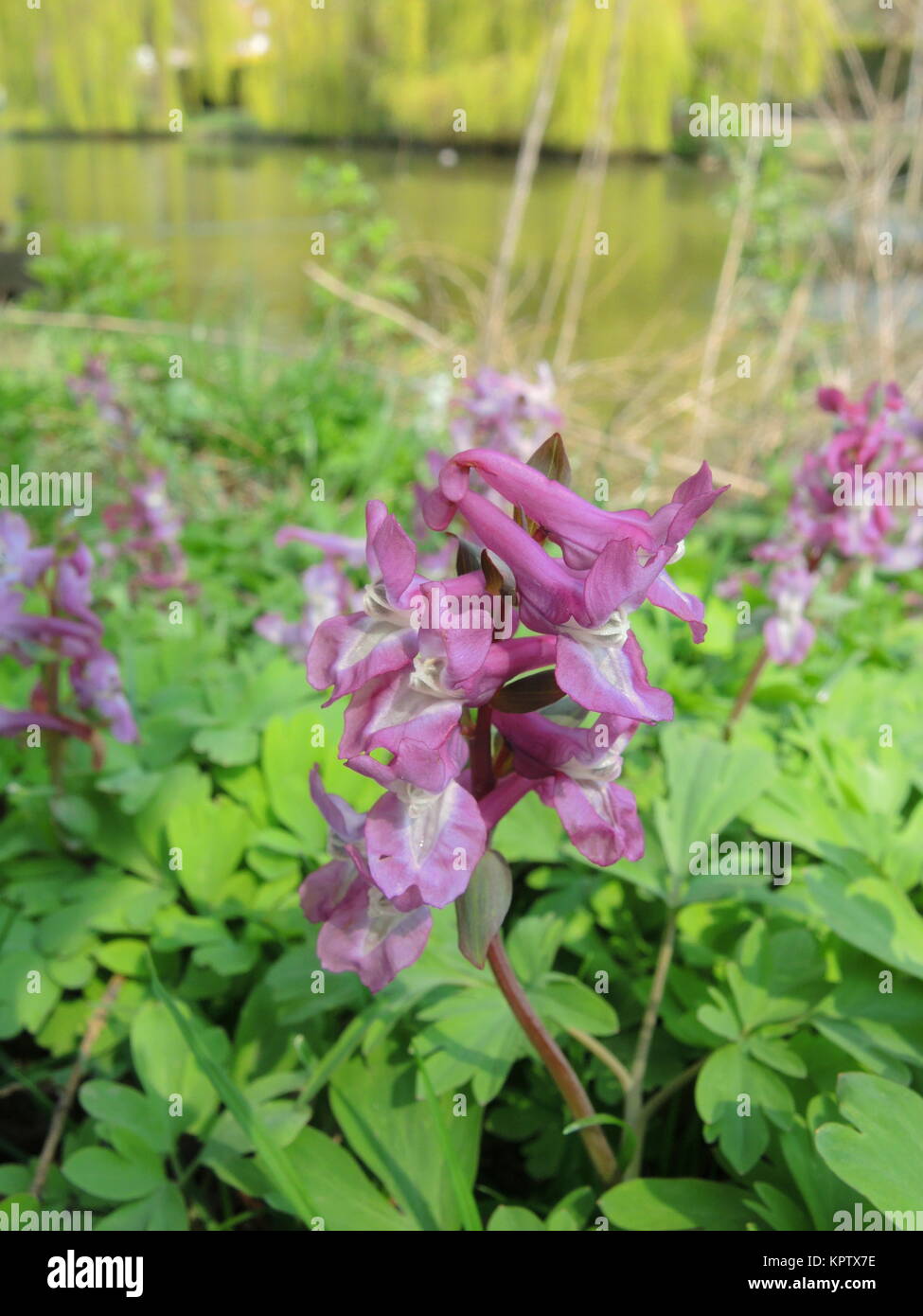 Papaveraceae fumarioideae hi-res stock photography and images - Alamy
