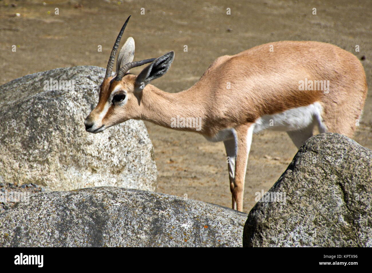 Saber antelope hi-res stock photography and images - Alamy