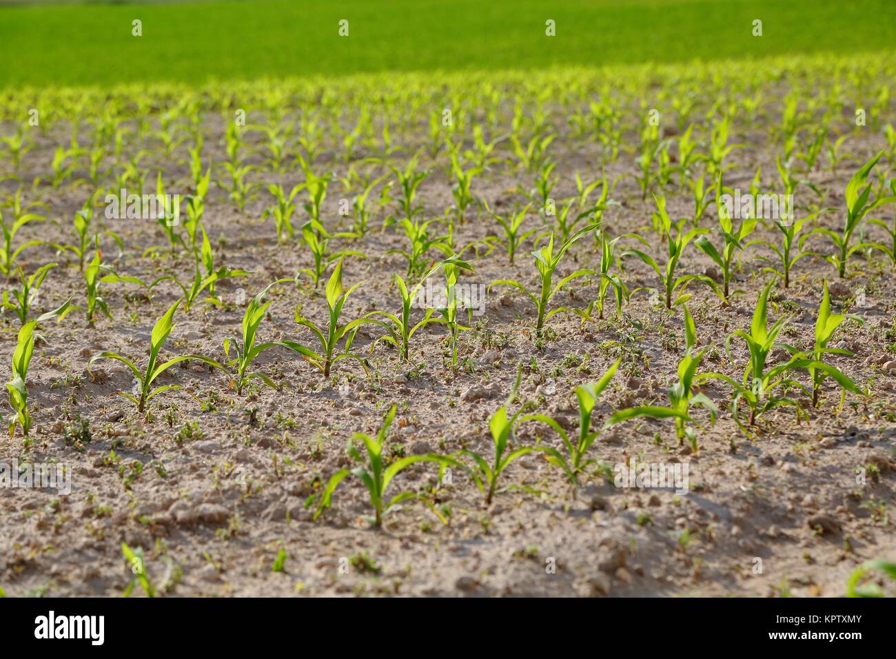 Agricultural field with plants Stock Photo - Alamy