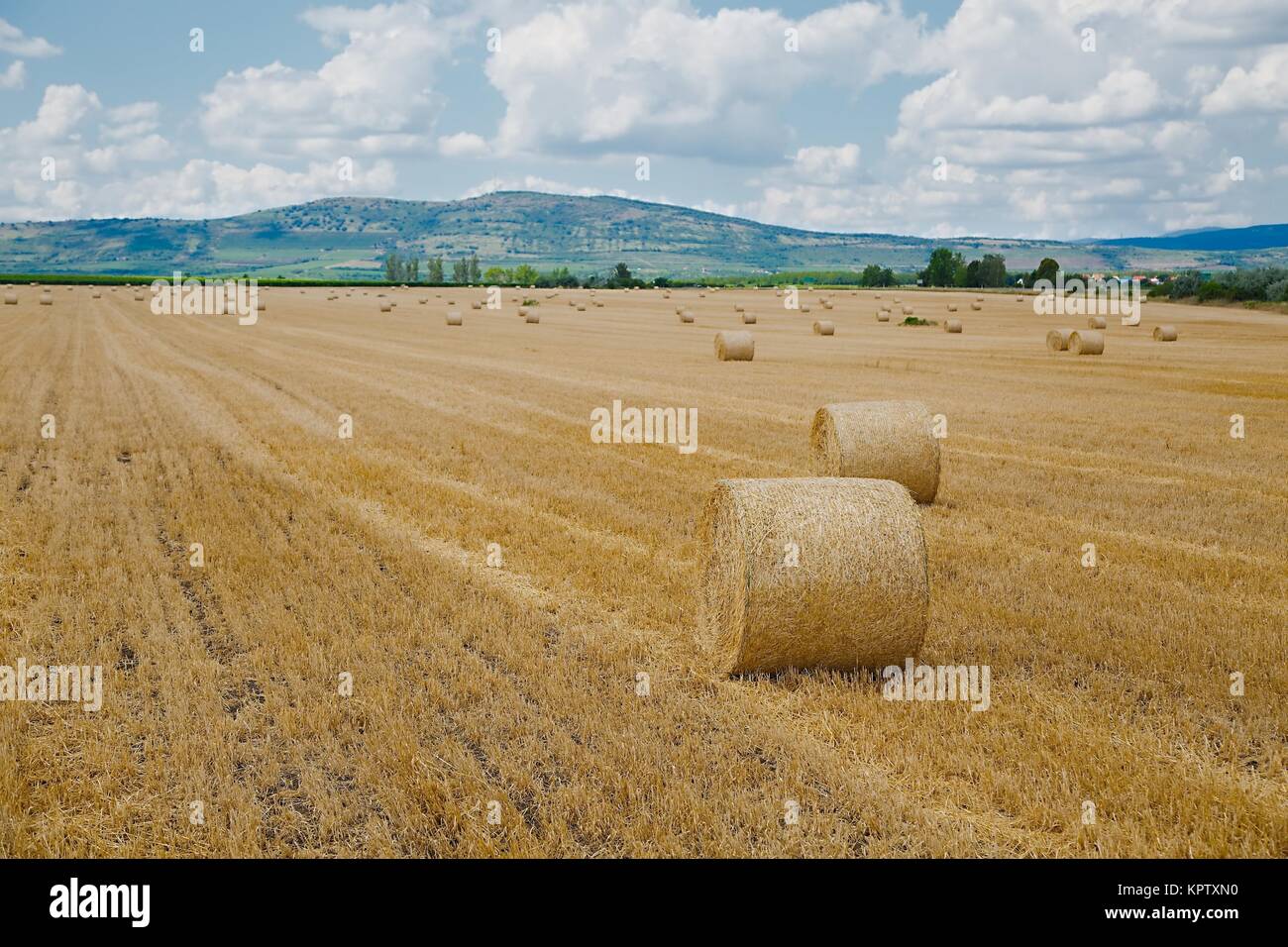 Agricultural field with bales Stock Photo - Alamy