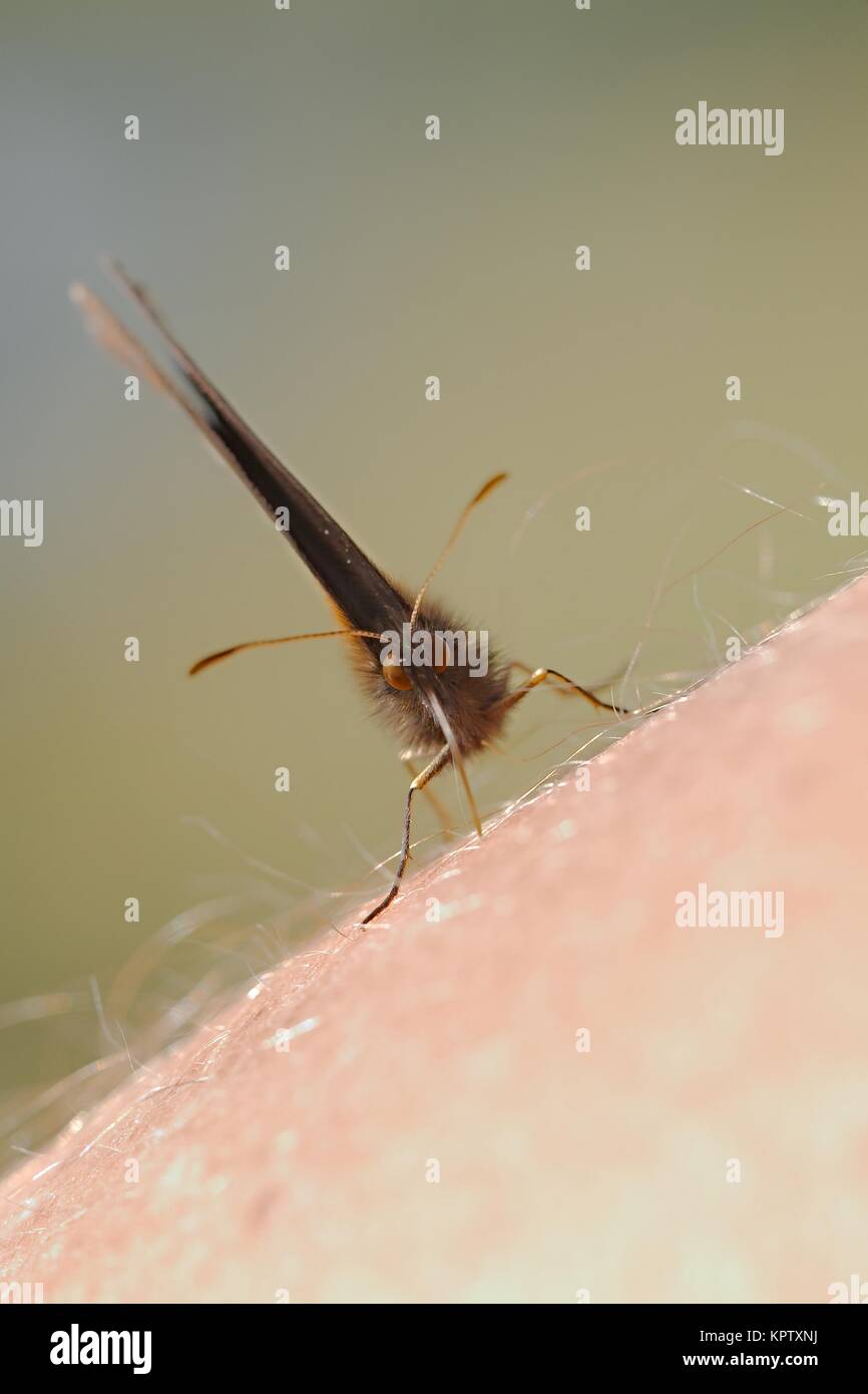 Butterfly on skin Stock Photo - Alamy