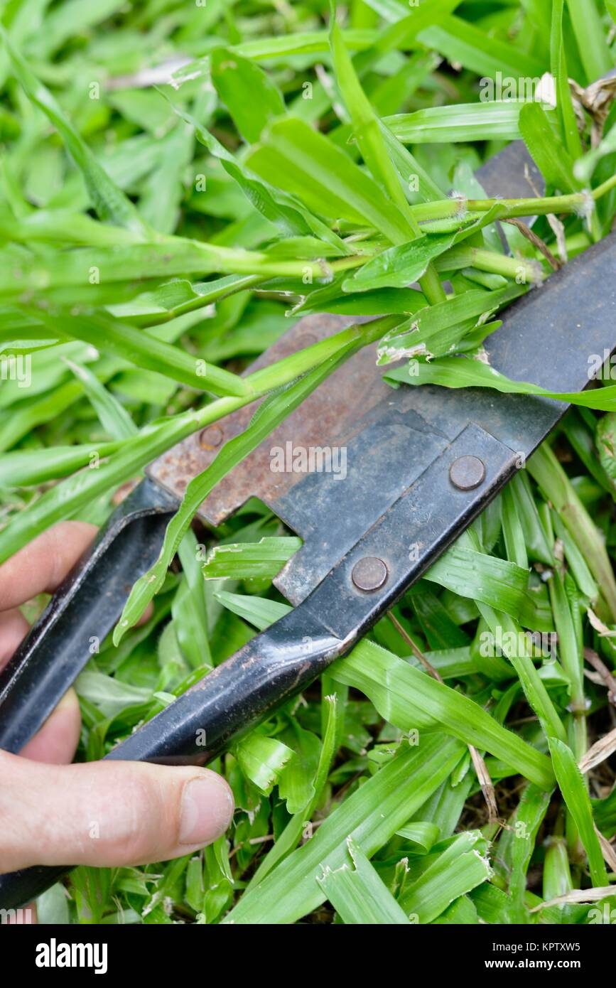 Clipping grass with straight edge hand shears, Townsville, Queensland ...