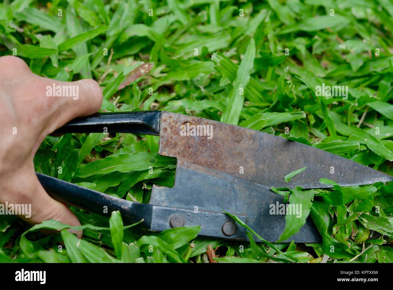 Clipping grass with straight edge hand shears, Townsville, Queensland ...
