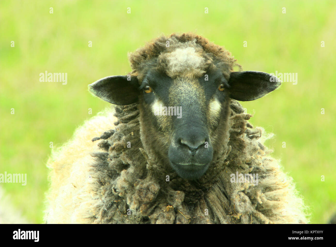 head of sheep Stock Photo - Alamy
