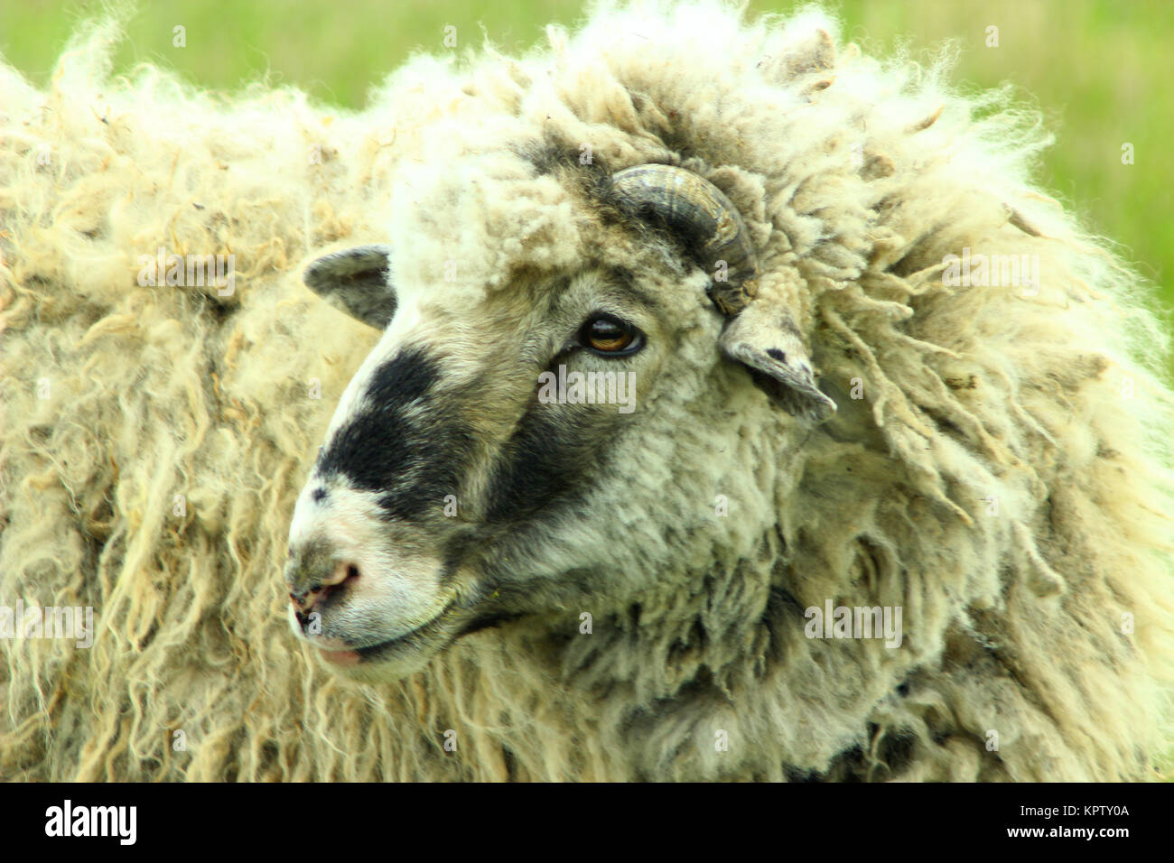 Thick sheep hi-res stock photography and images - Alamy