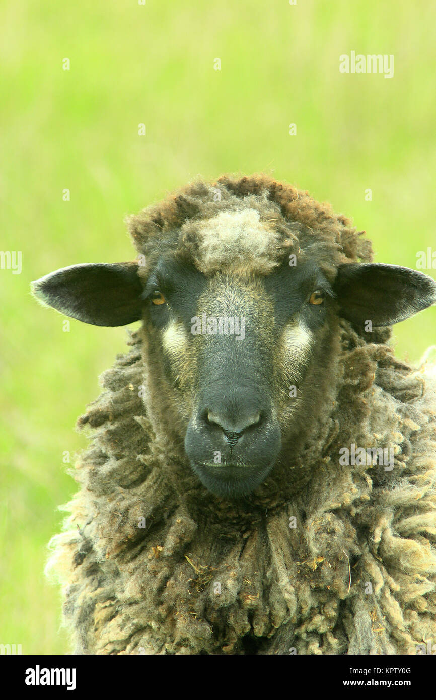 head of sheep Stock Photo - Alamy