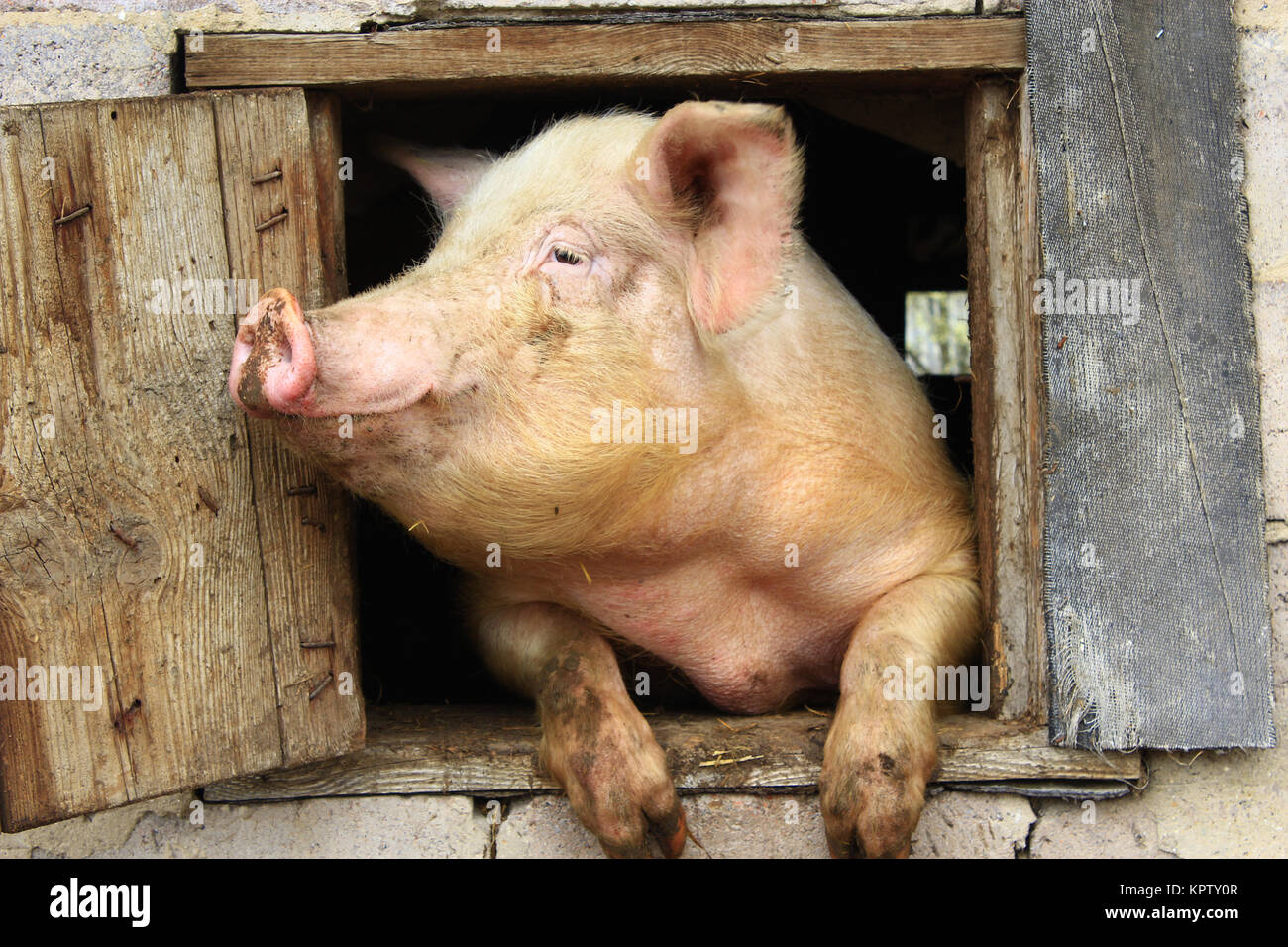 Pig shed hi-res stock photography and images - Alamy