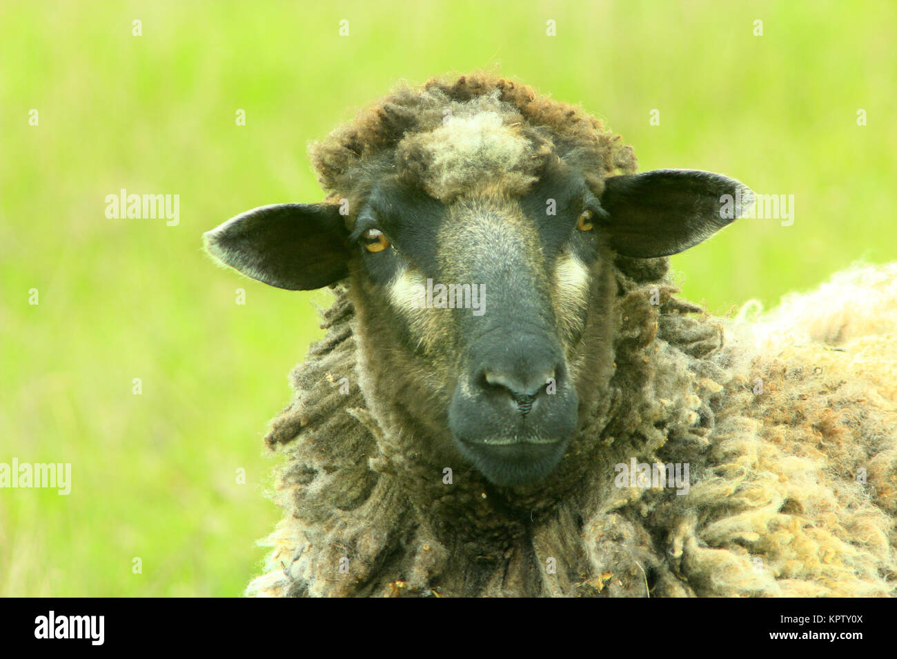 head of sheep Stock Photo - Alamy